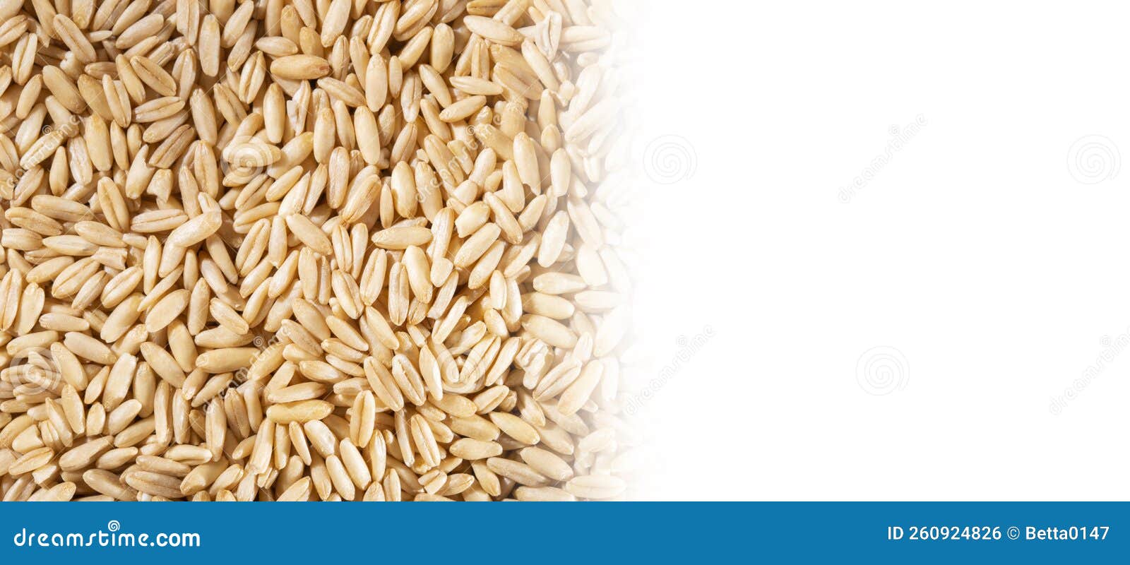 Oat Grains Close-up Isolated on White Background Stock Photo - Image of ...