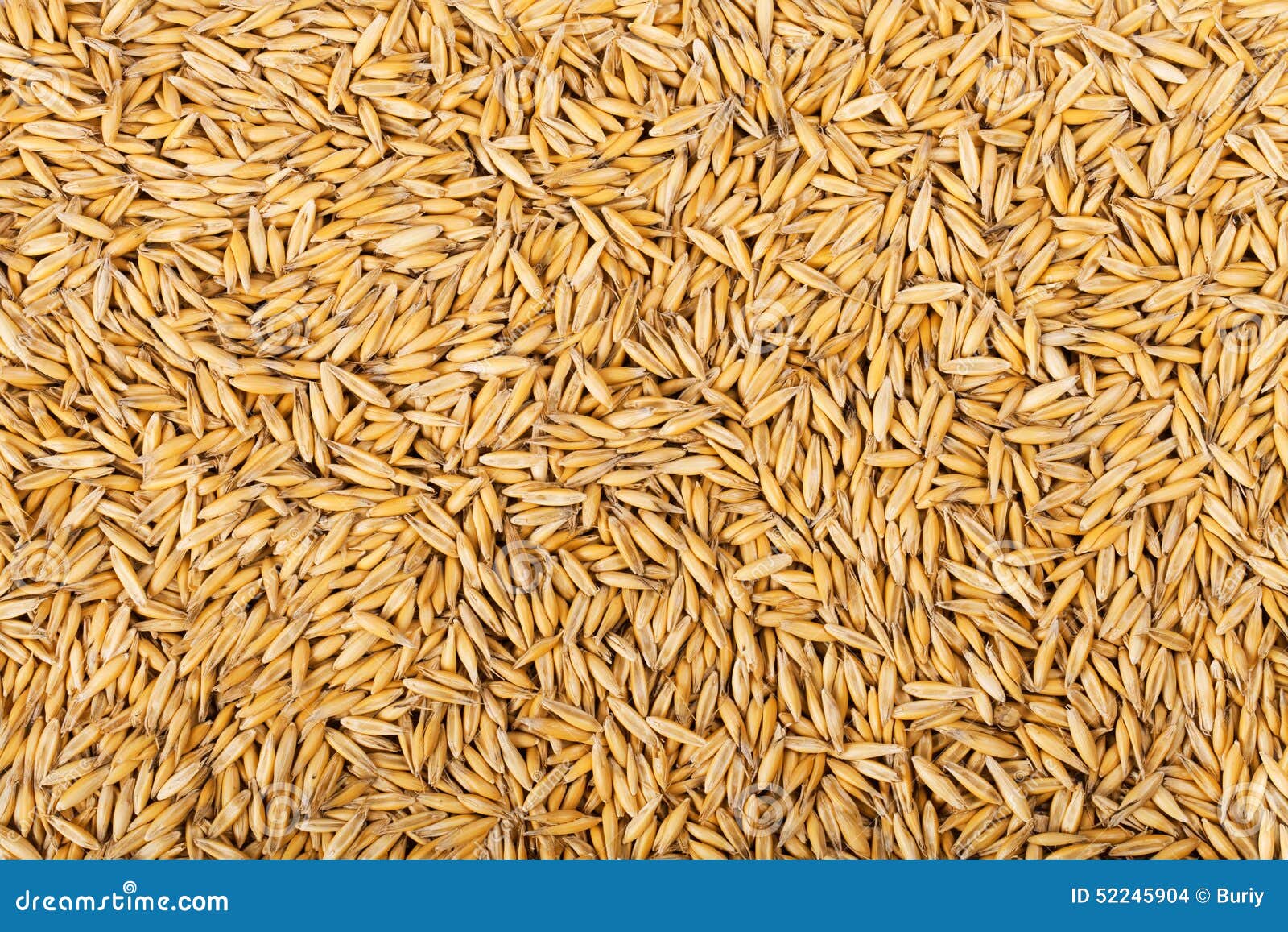 Oat grains stock photo. Image of corn, grain, meal, culture - 52245904