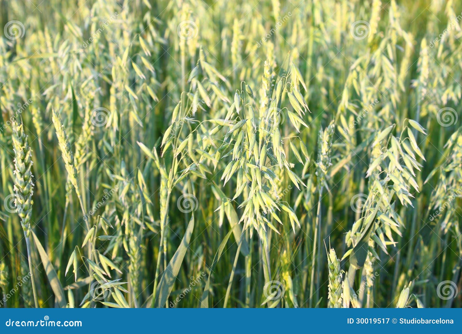 Oat field stock image. Image of vegetarian, nature, grain - 30019517