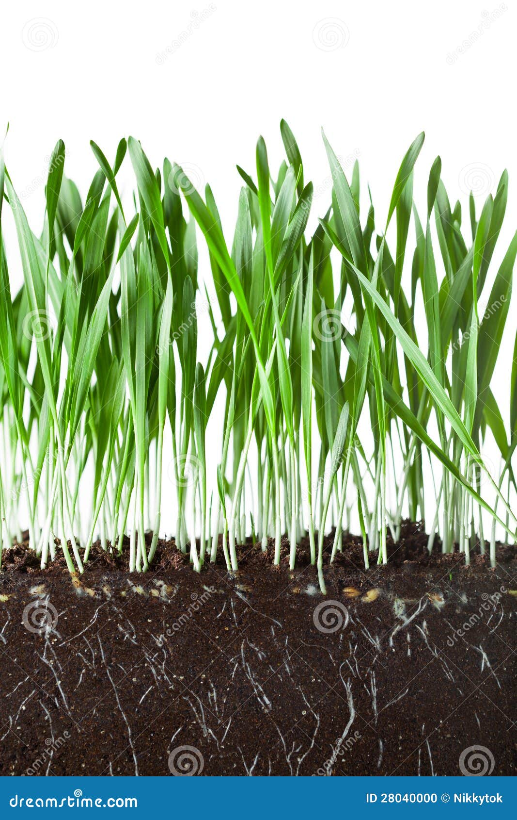 Oat grass and roots stock photo. Image of home, gardening - 28040000