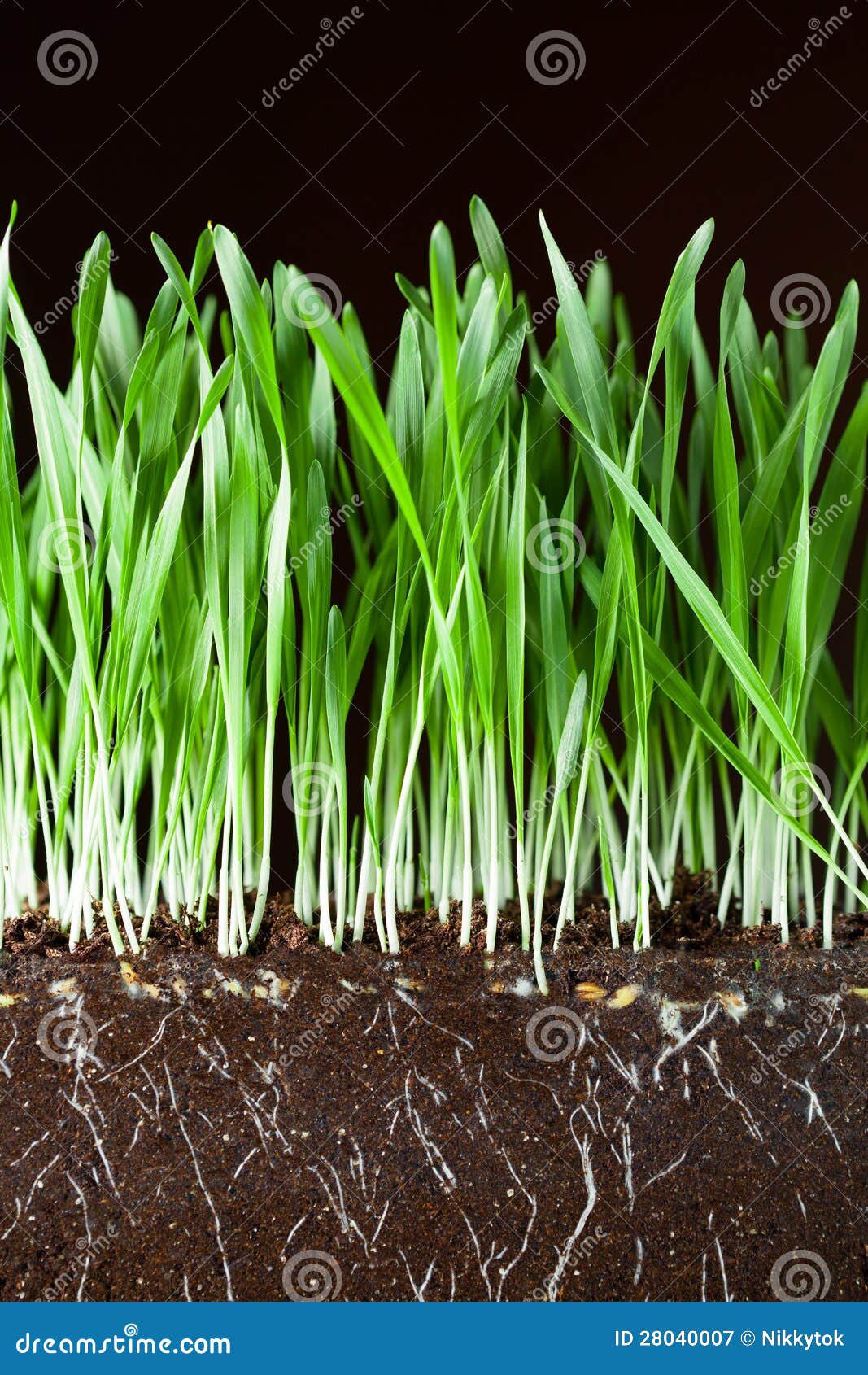 Oat grass and roots stock image. Image of black, concept - 28040007