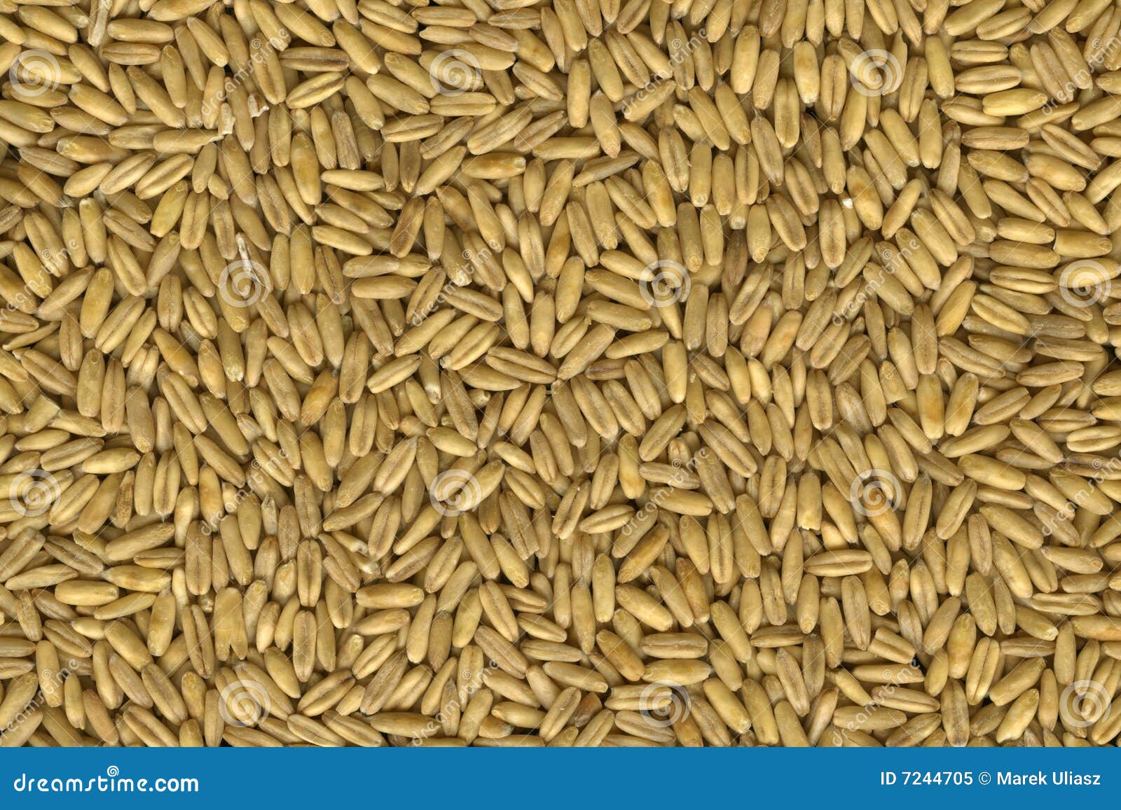 Oat groats stock image. Image of seed, cereal, groats - 7244705
