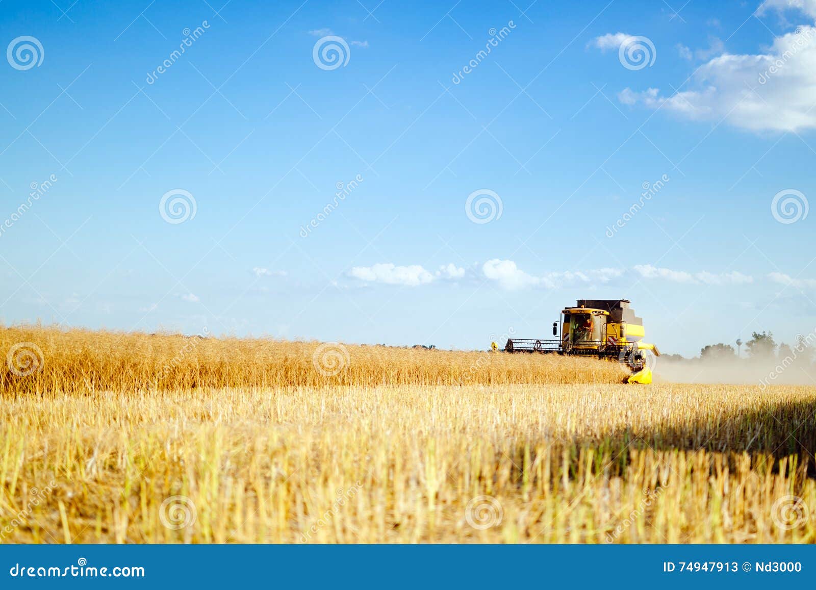Oat harvesting on fields stock image. Image of muesli - 74947913