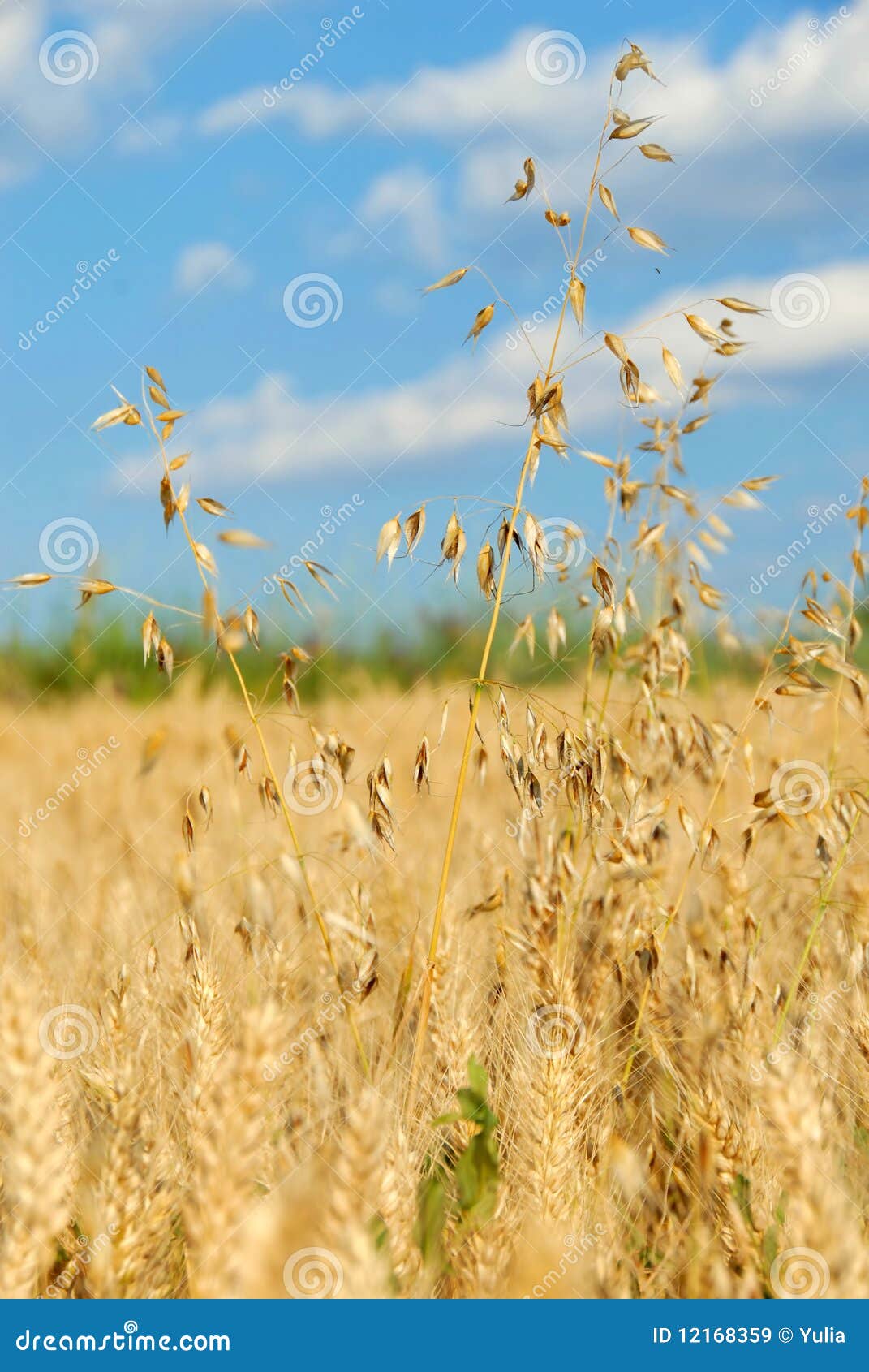 Oat over wheat field stock image. Image of cereal, natural - 12168359