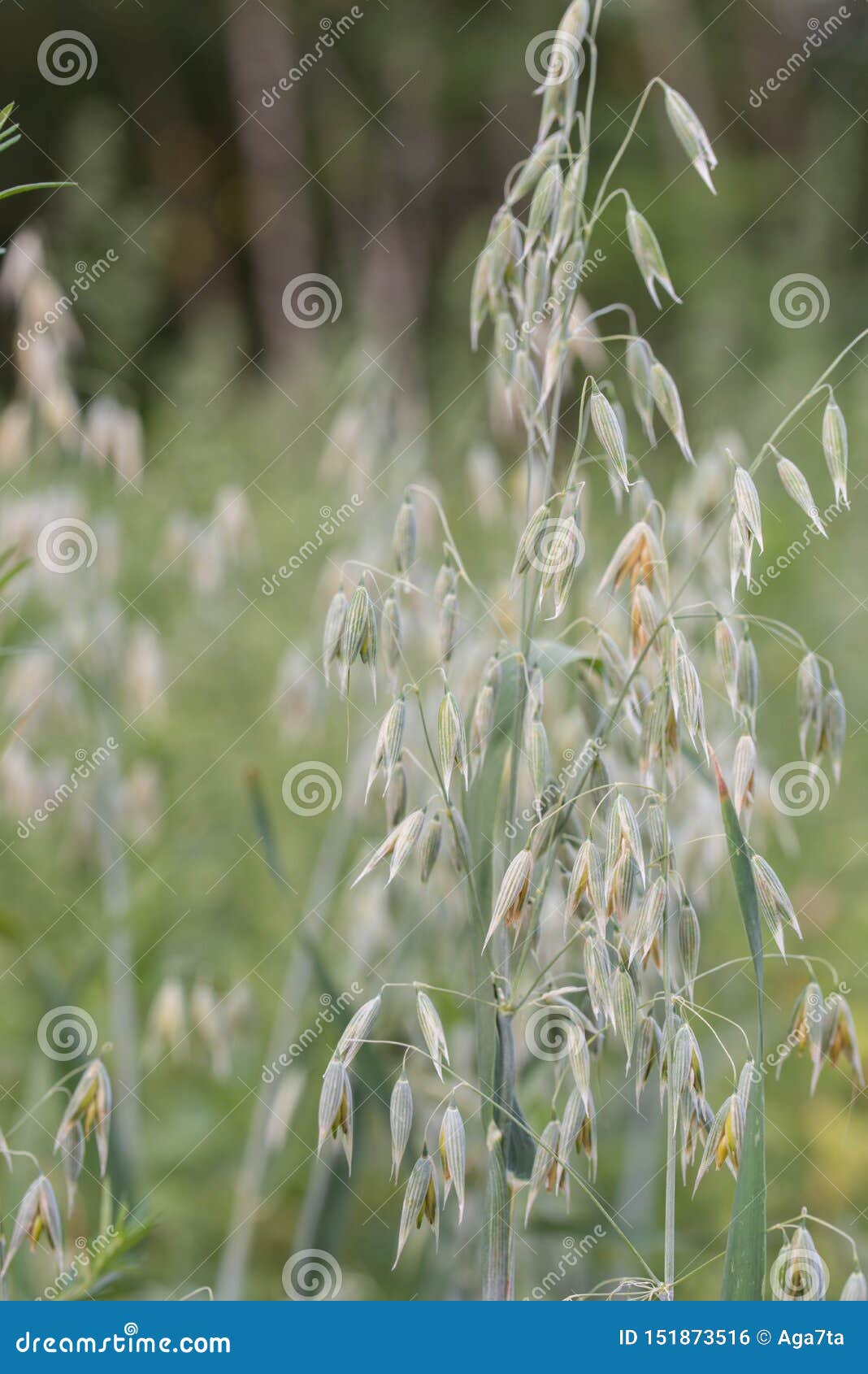 Oat Plant with Grains - Avena Sativa Stock Photo - Image of health ...