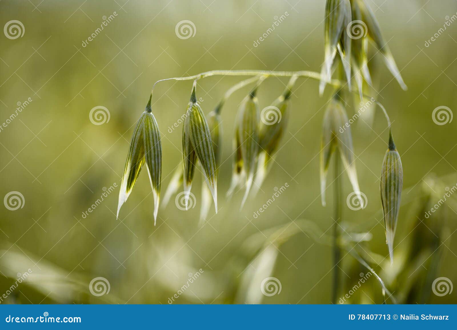 Oat Plants on the Acre in Summer Stock Image - Image of avena ...