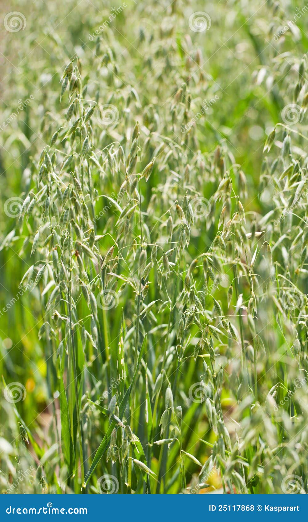 Oat plants (Avena sativa) stock photo. Image of unripe - 25117868
