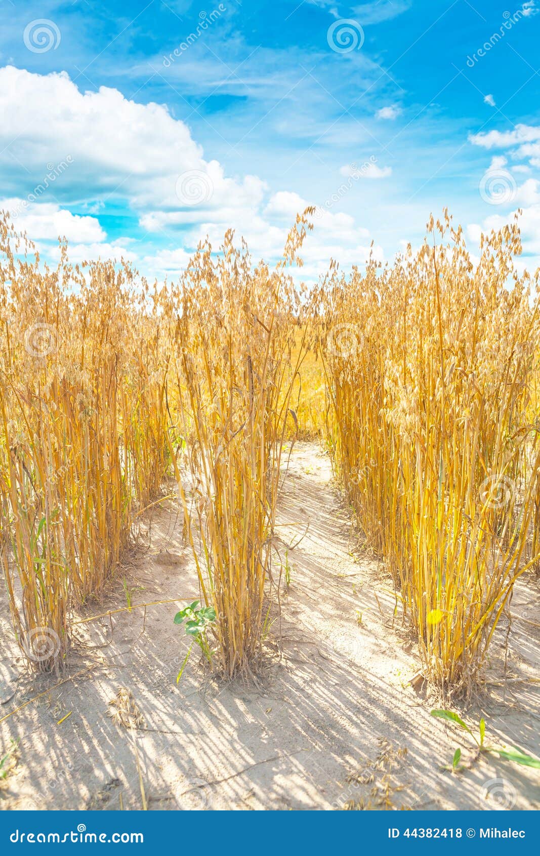 Oat Plants Stock Photos - Download 931 Royalty Free Photos