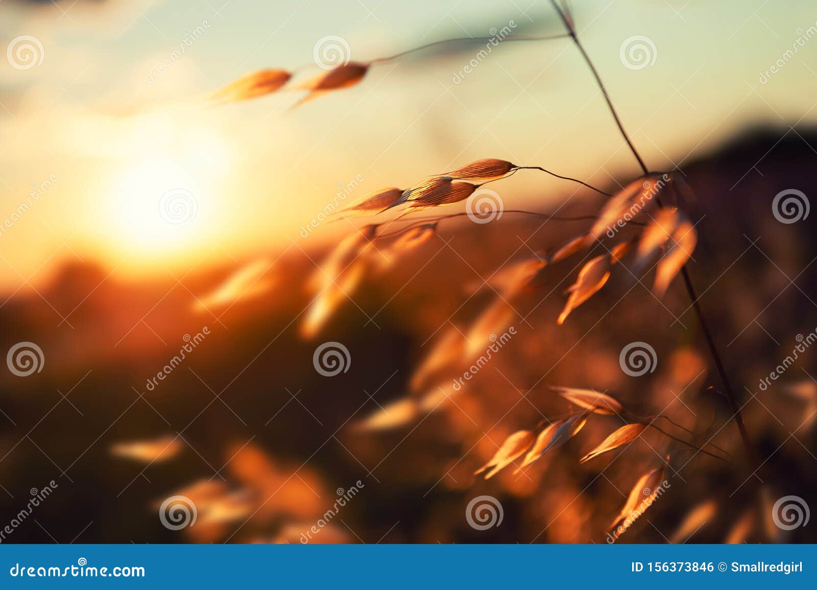 Oat Plants in a Field at Sunset Stock Photo - Image of flower, copy ...
