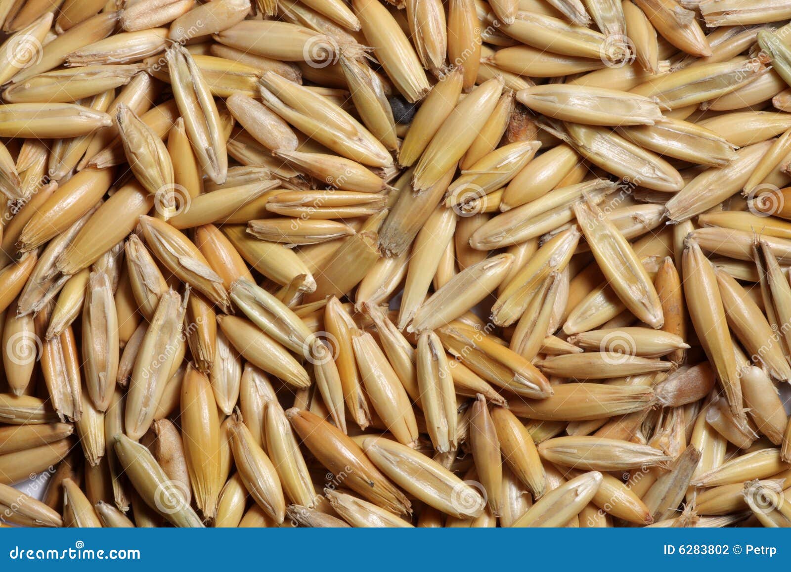 Oat Seed Close-up Stock Photography - Image: 6283802