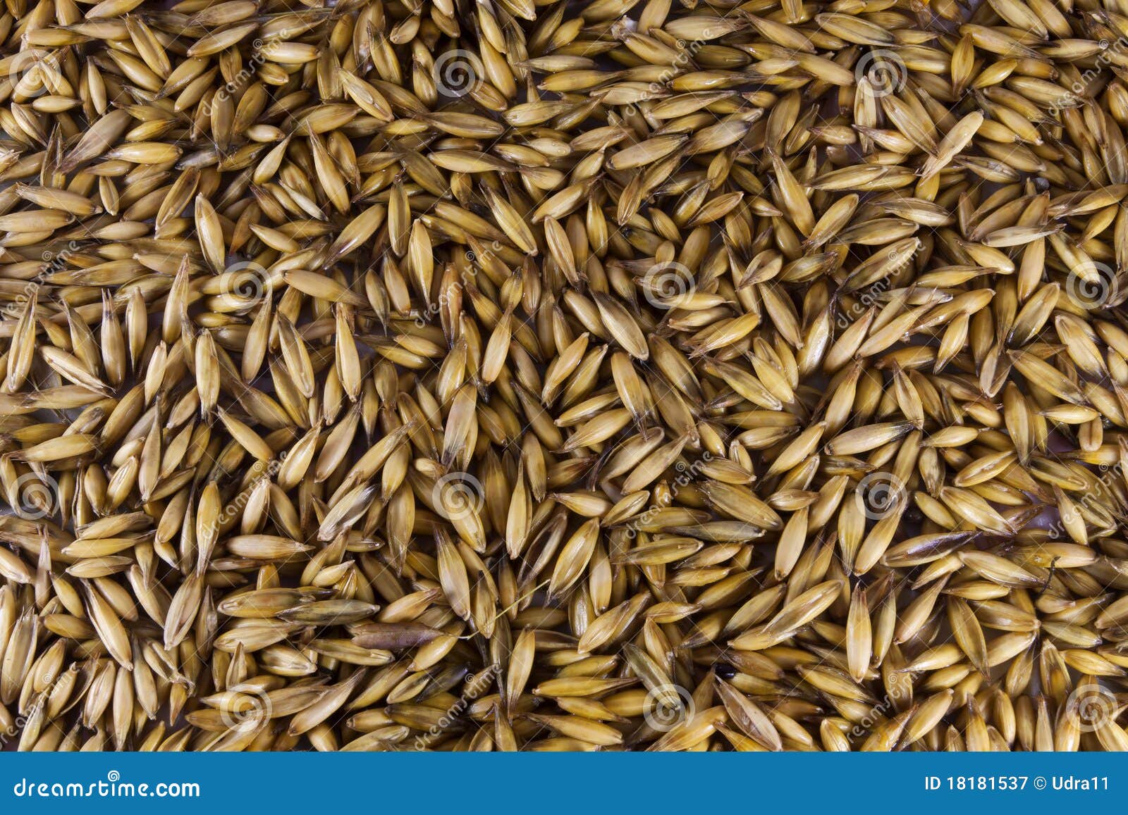 Oat seeds stock image. Image of nature, field, harvest - 18181537