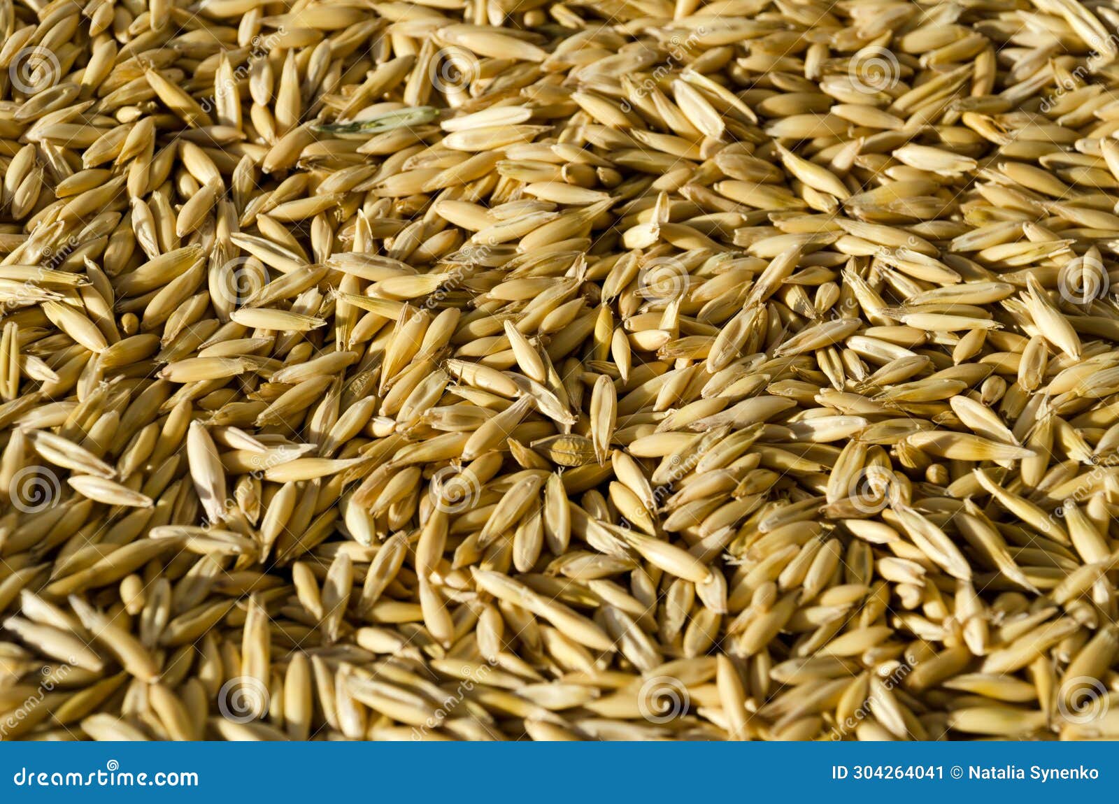 Oat Seeds Close Up. Oat Seeds are Ready for Sowing Stock Image - Image ...
