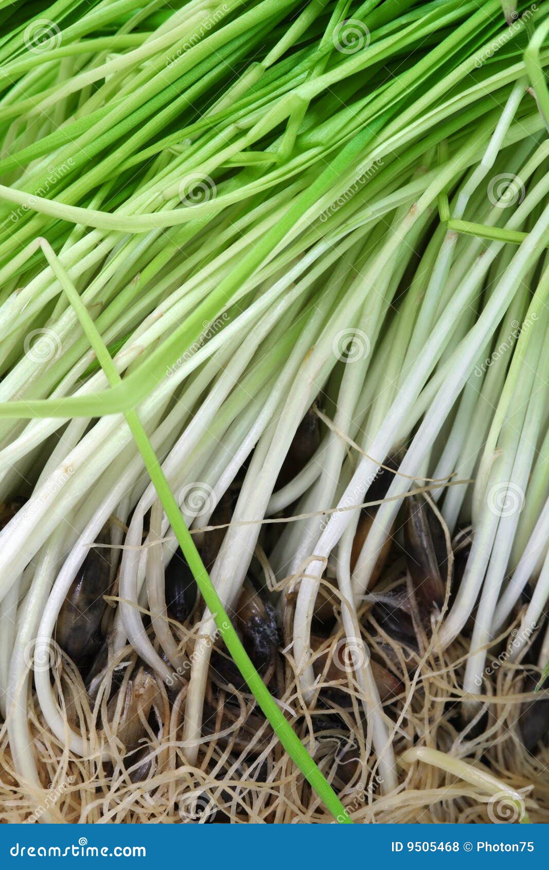 Oat Seeds, Roots and Blades Stock Photo - Image of freshness, leafs ...