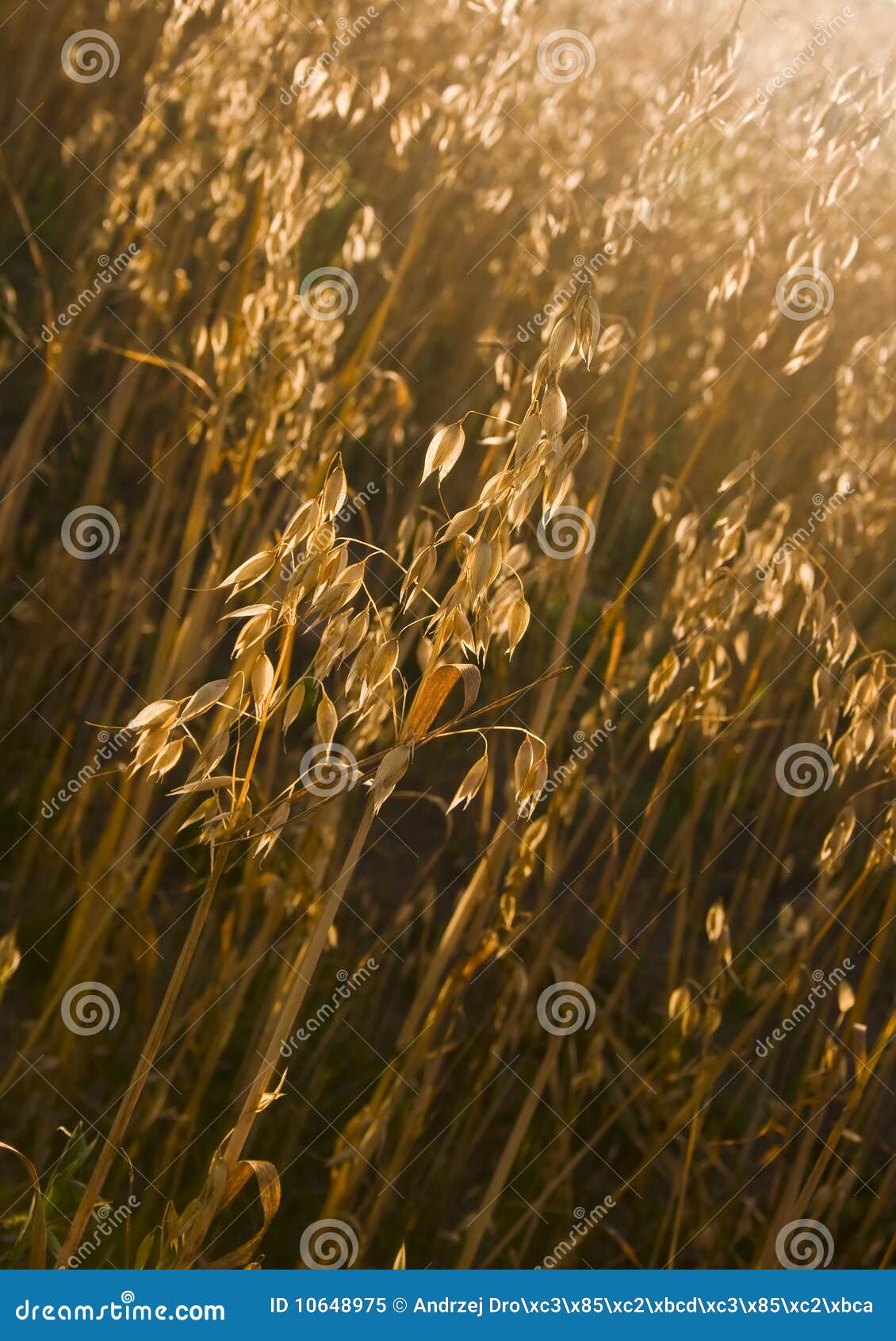 Oats stock image. Image of nature, light, cultivation - 10648975