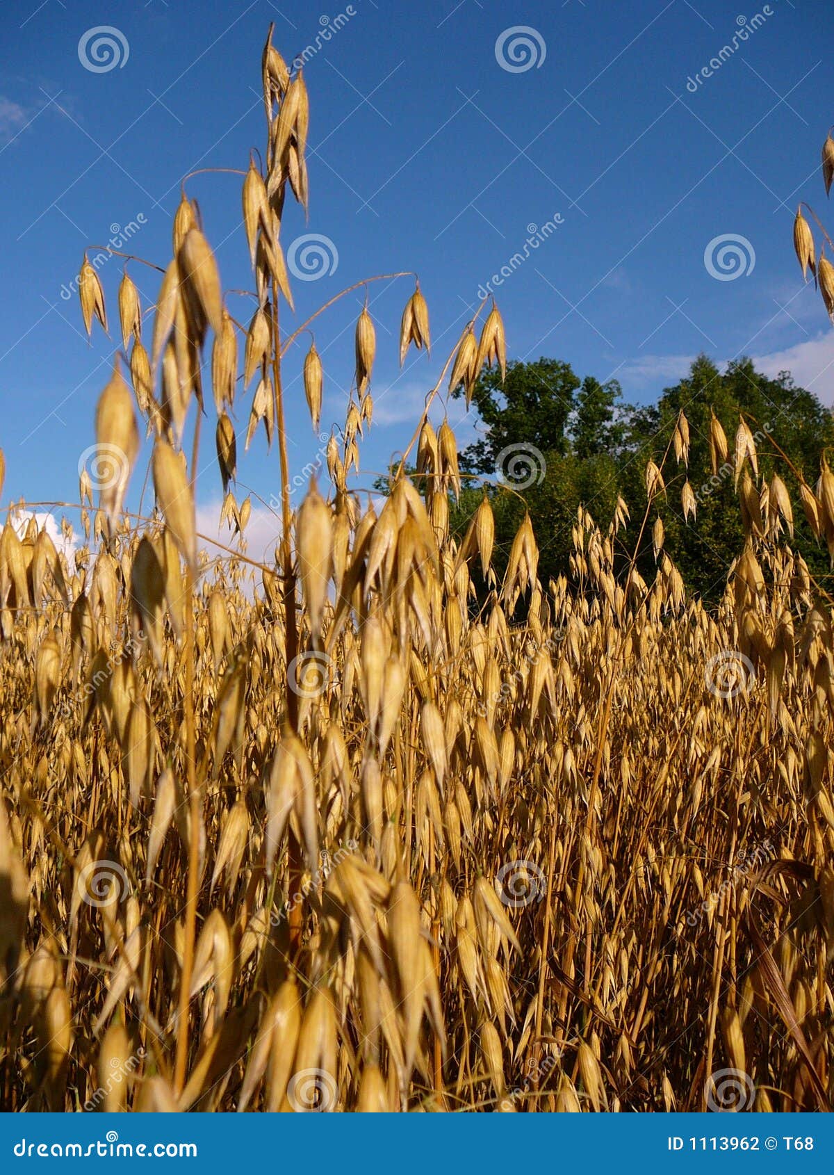 Oats stock photo. Image of farming, farm, corn, grain - 1113962