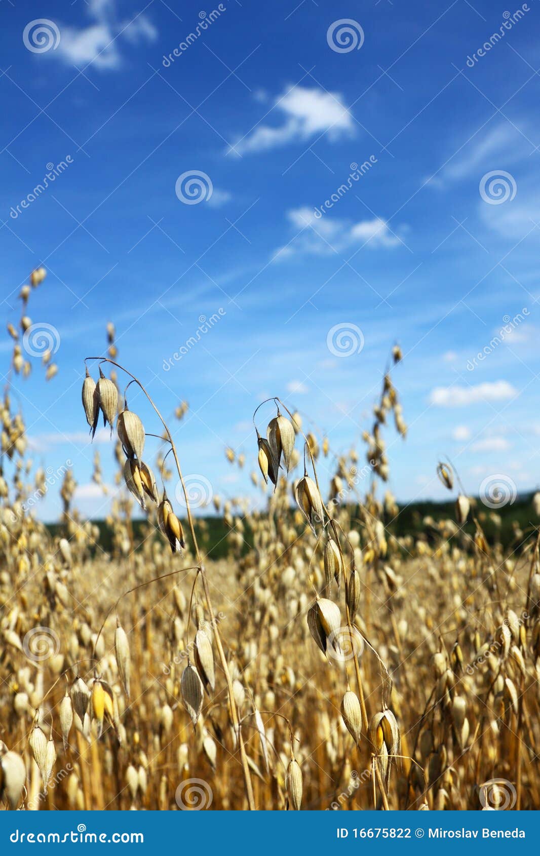 Oats stock photo. Image of agriculture, country, farm - 16675822