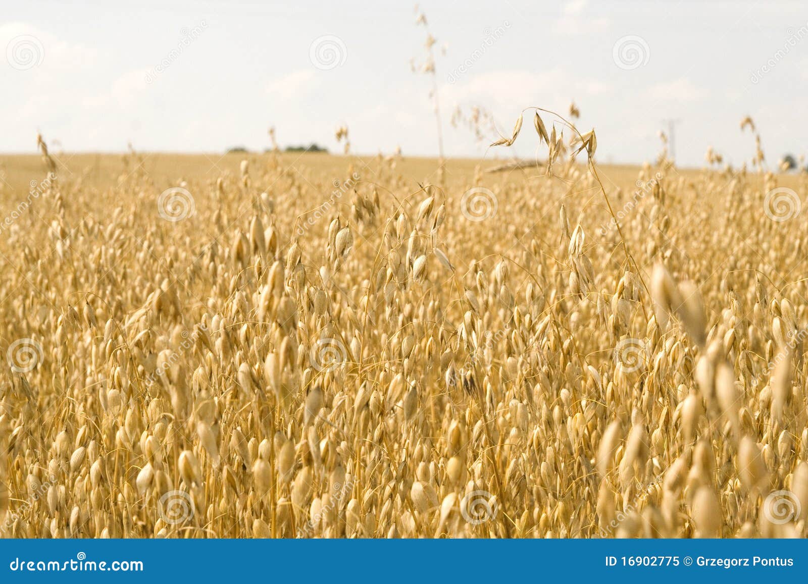 Oats stock image. Image of traditional, summer, sunny - 16902775
