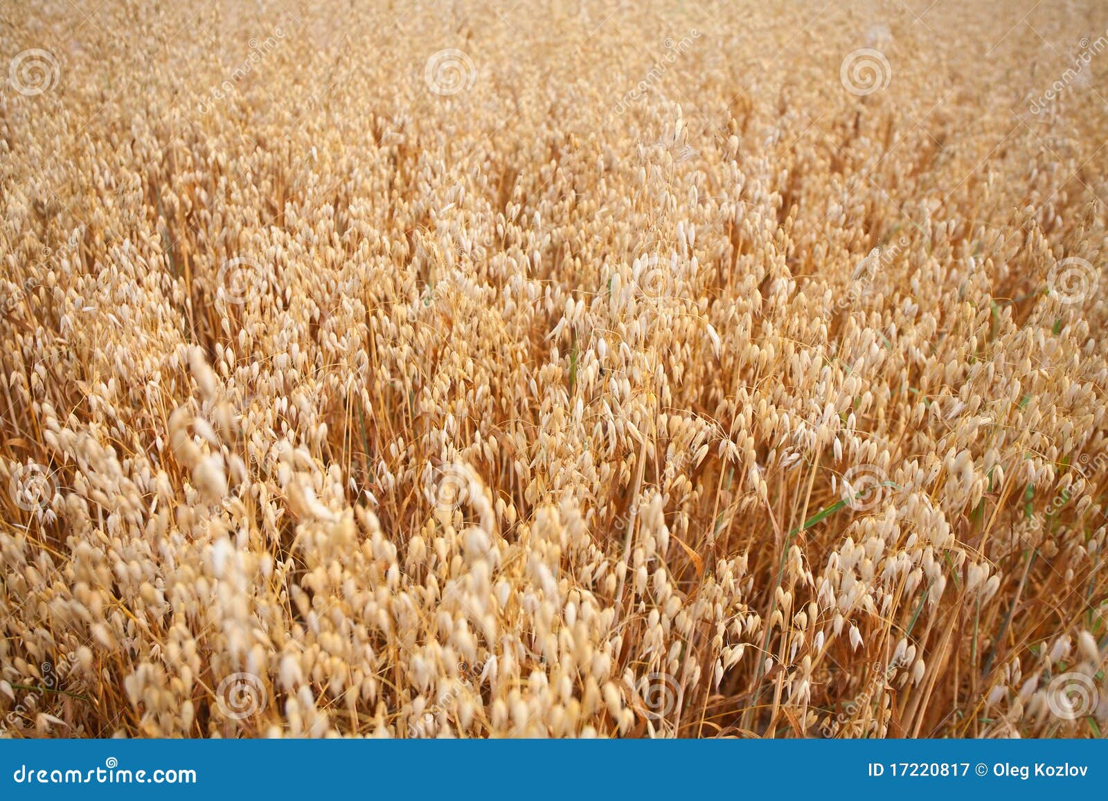 Oats stock image. Image of agriculture, summer, yellow - 17220817