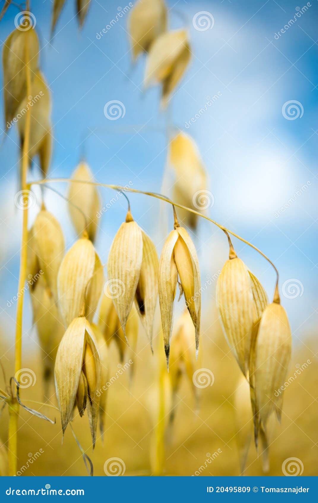 Oats stock image. Image of country, cereal, cloud, agriculture - 20495809