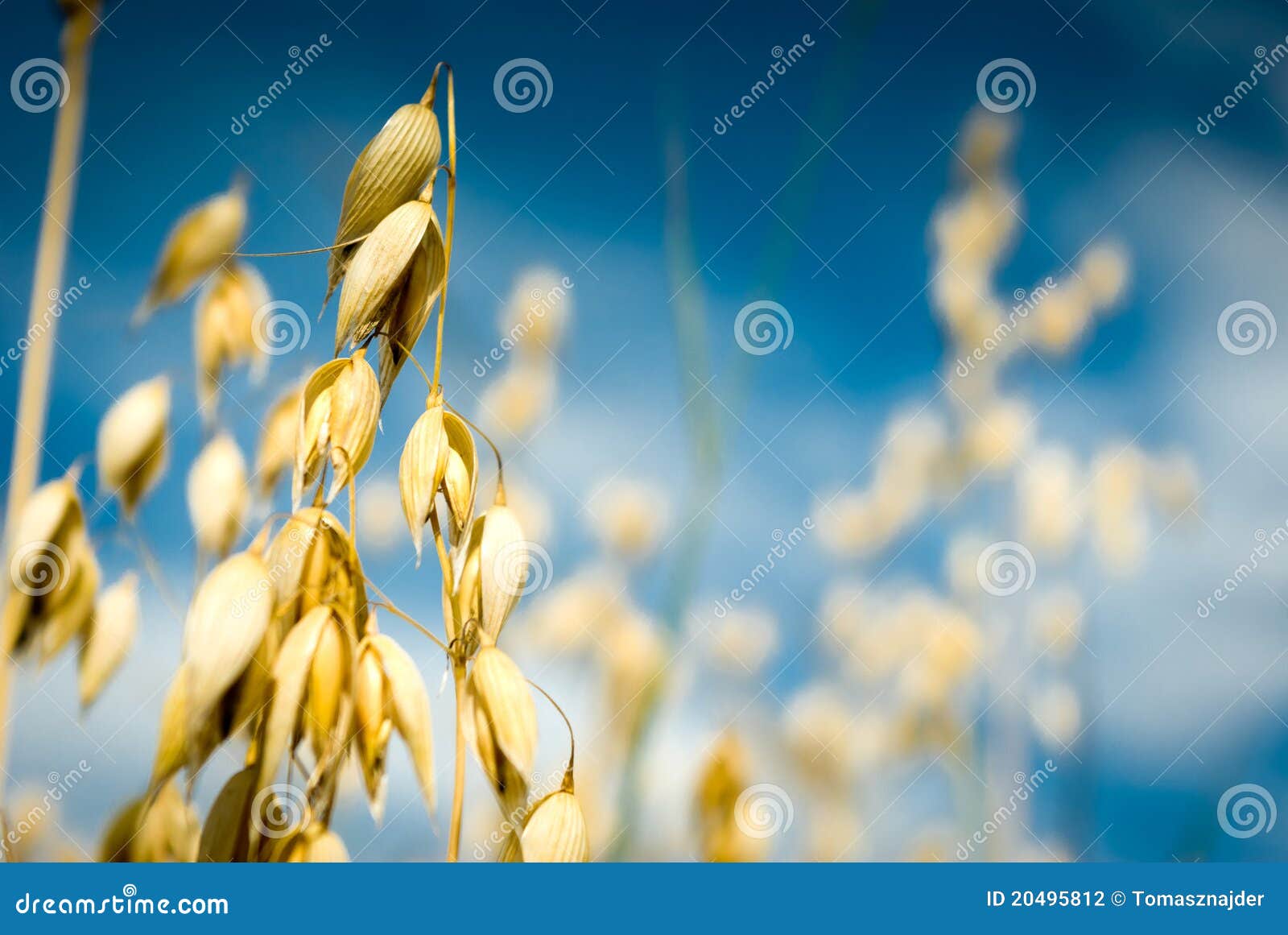 Oats stock photo. Image of beautiful, closeup, colorful - 20495812