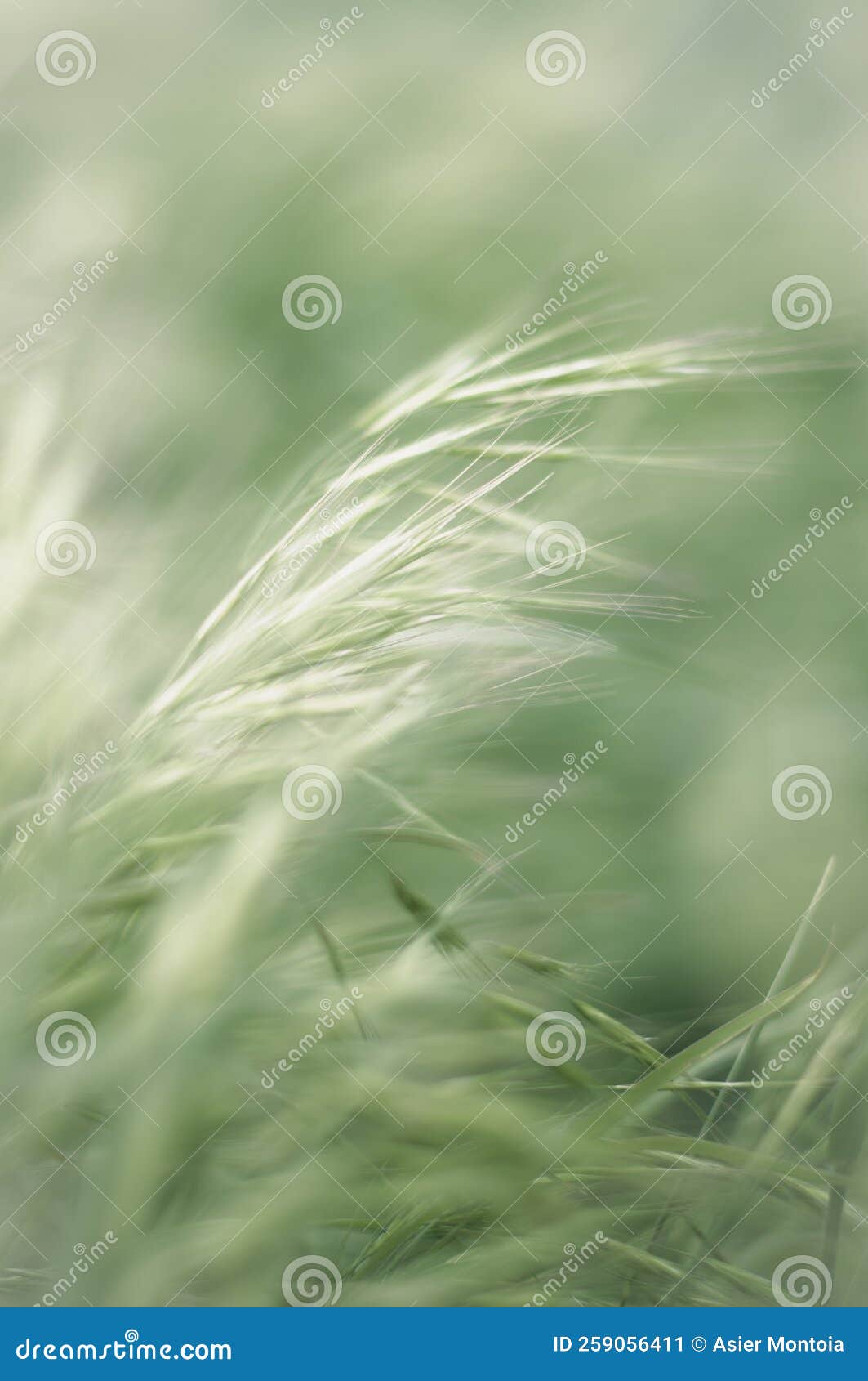 Wild oat plant. stock image. Image of paisaia, vasco - 259056411