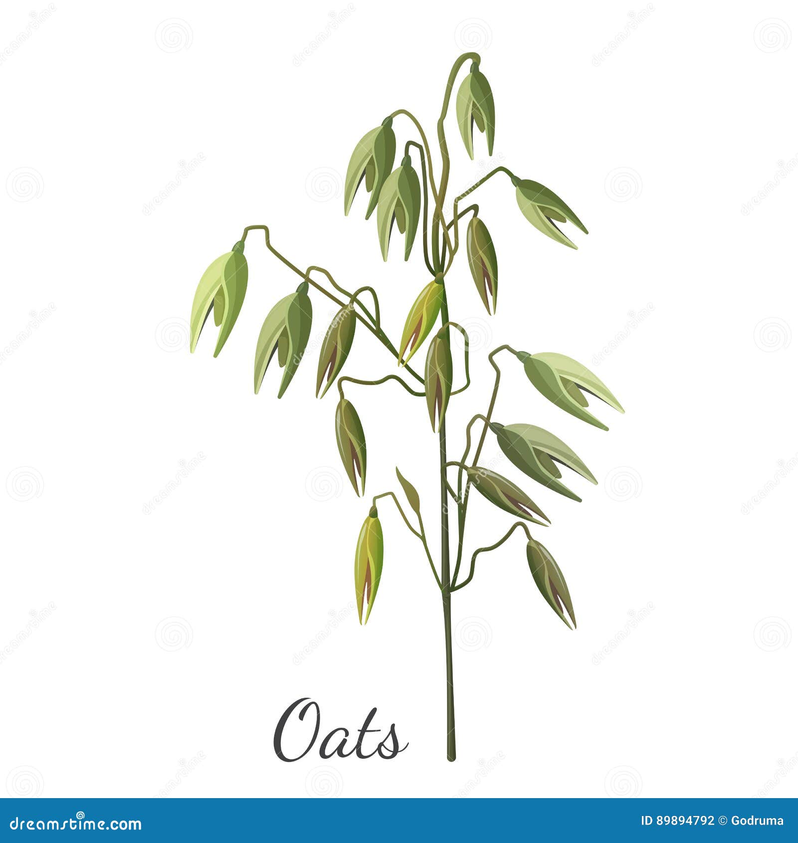 Oats Cereals Grain. Vector Illustration Isolated On White Background ...