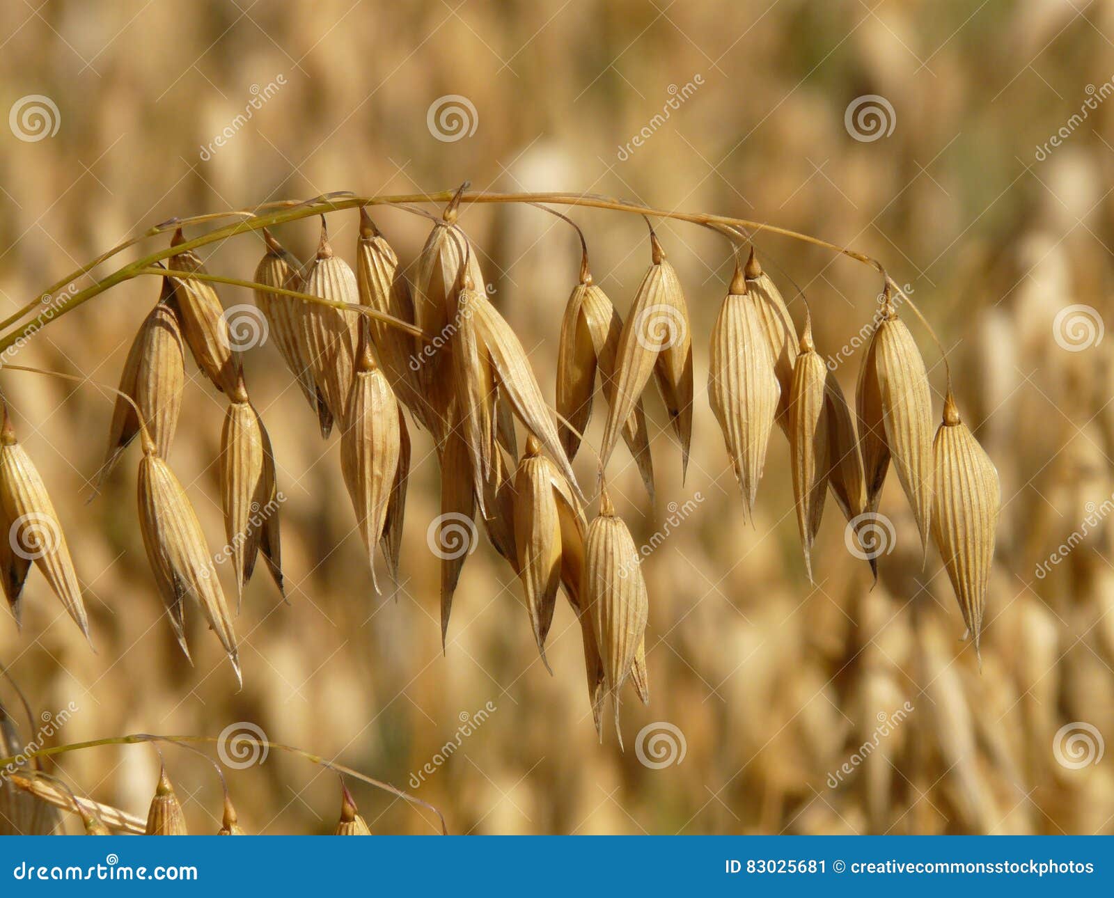 Oats Crop Picture. Image: 83025681