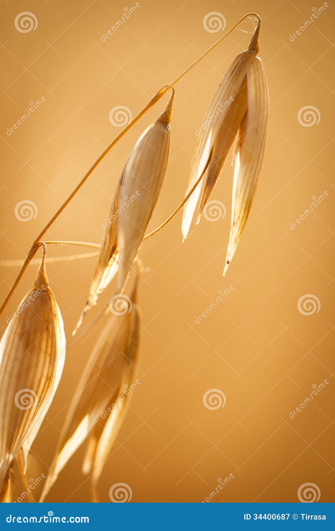 Oats ears stock image. Image of autumn, crop, rural, golden - 34400687