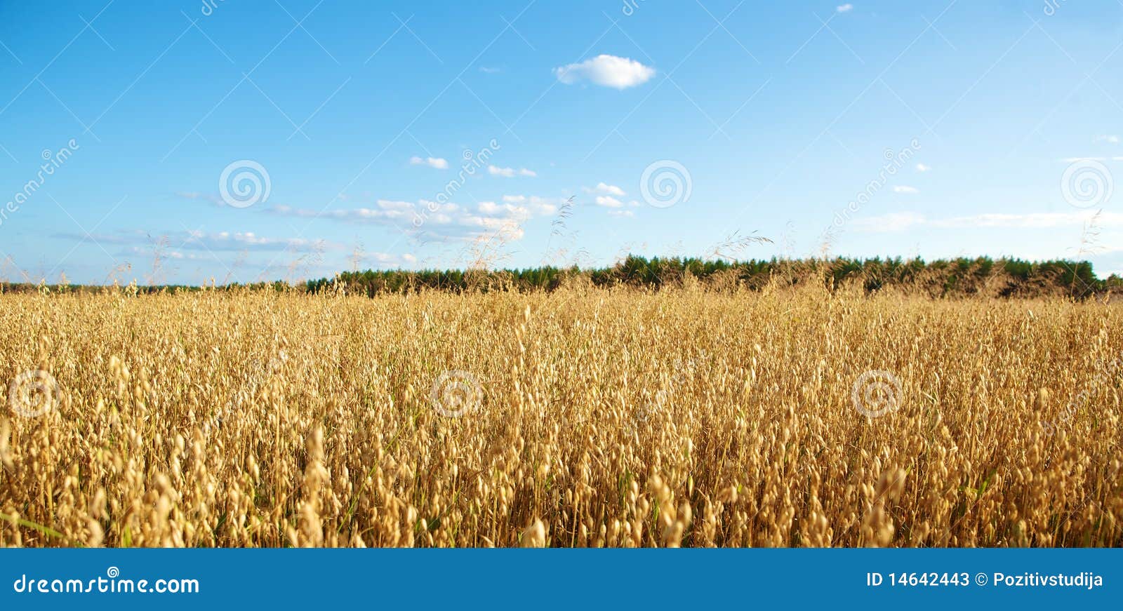 Oats field stock image. Image of farm, cultivation, country - 14642443