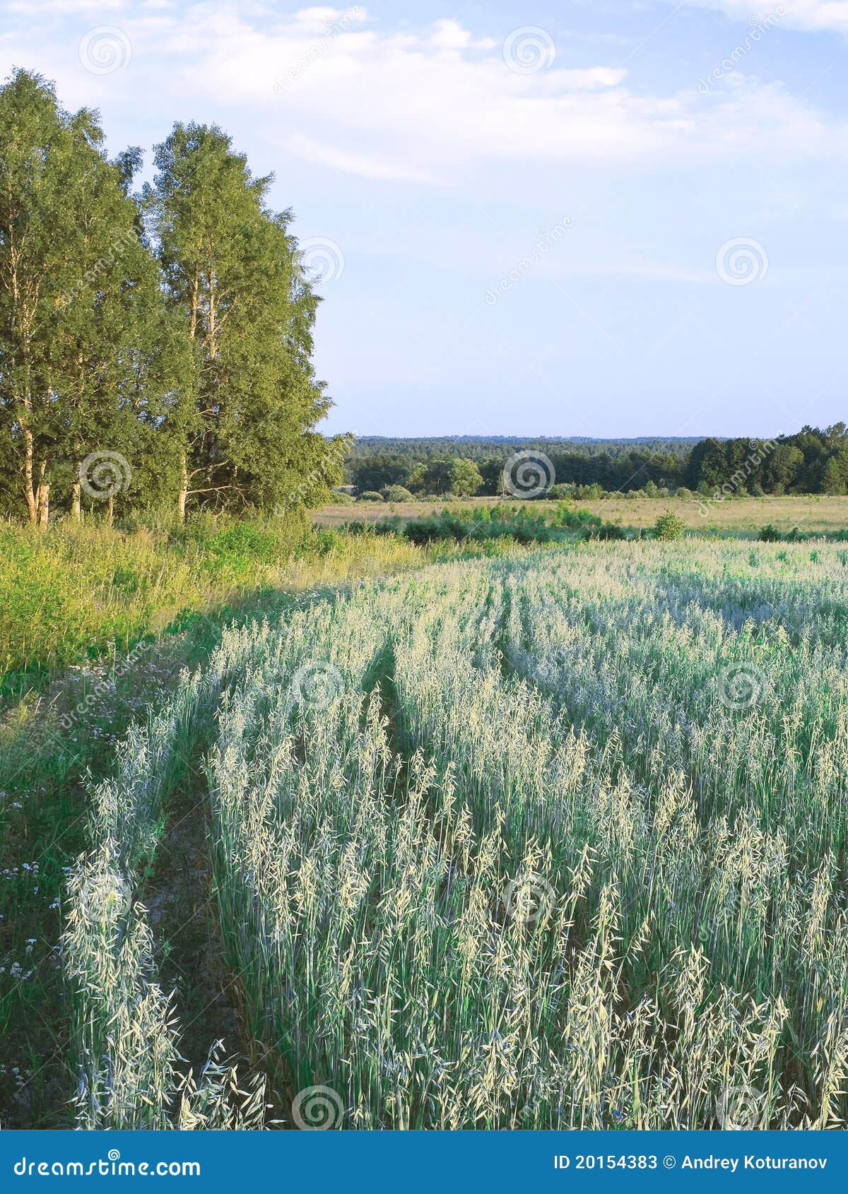 Oats field stock image. Image of farming, land, farm - 20154383