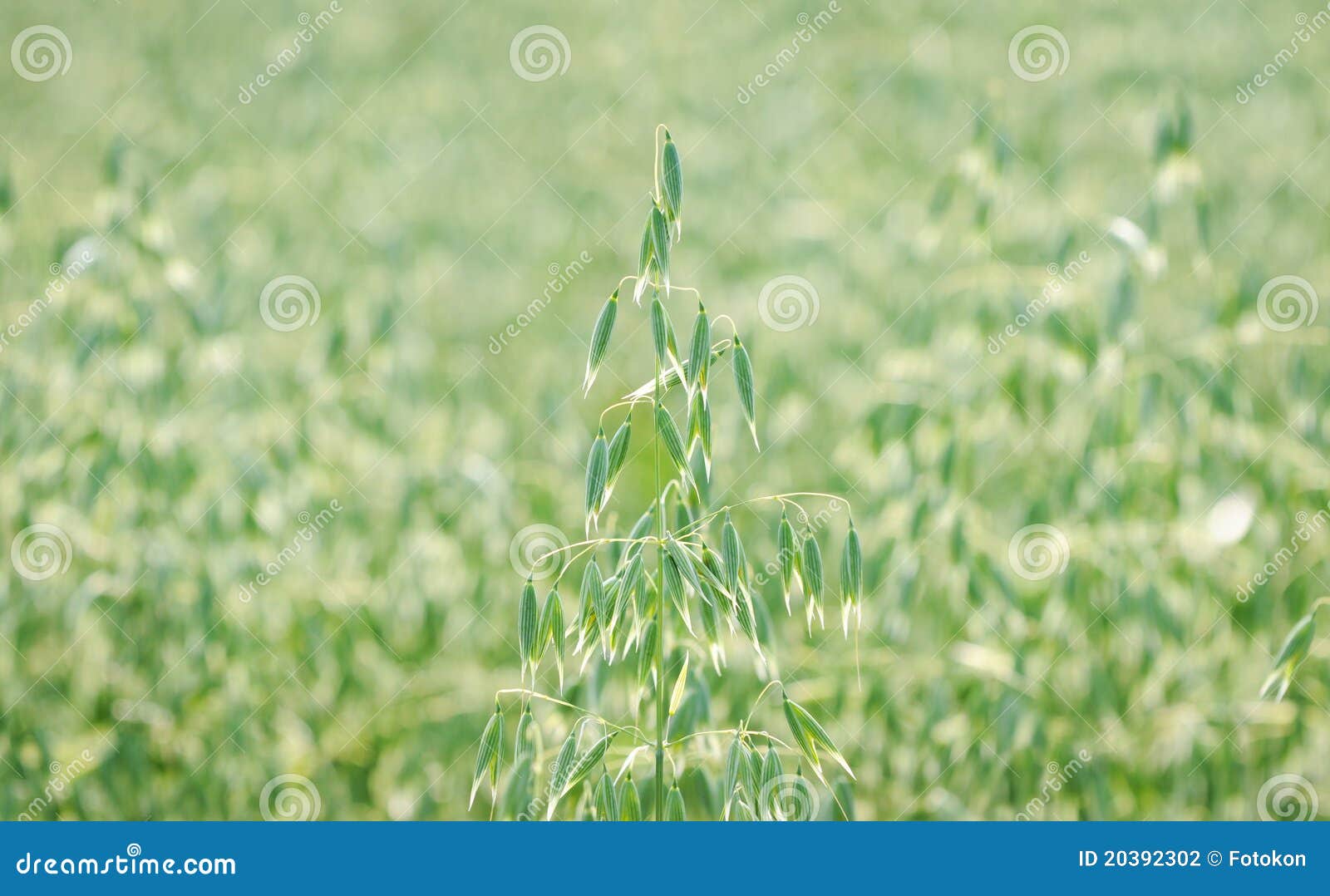 Oats field stock photo. Image of cornfield, closeup, oatfield - 20392302