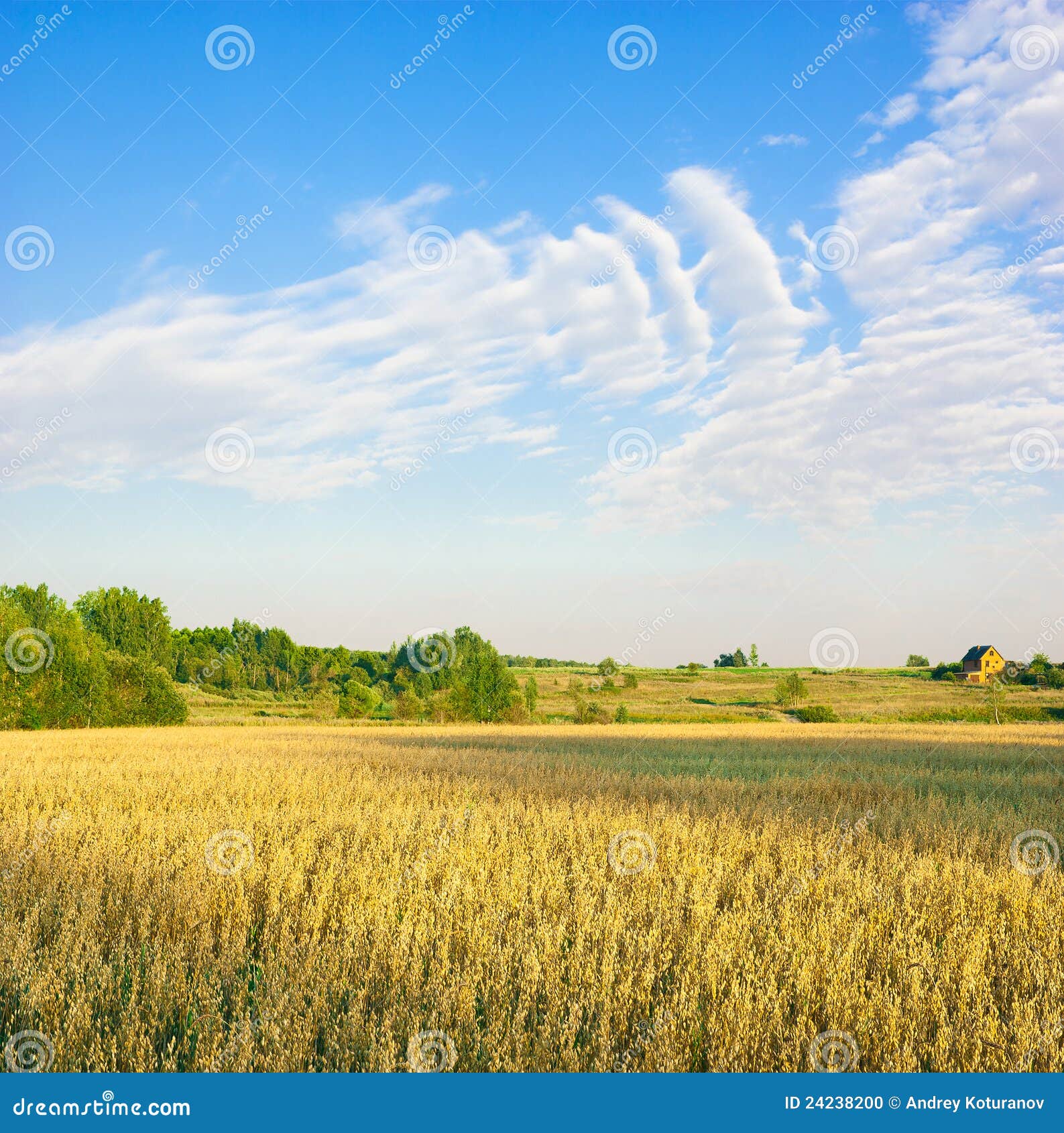 Oats field stock photo. Image of earth, meadow, arable - 24238200