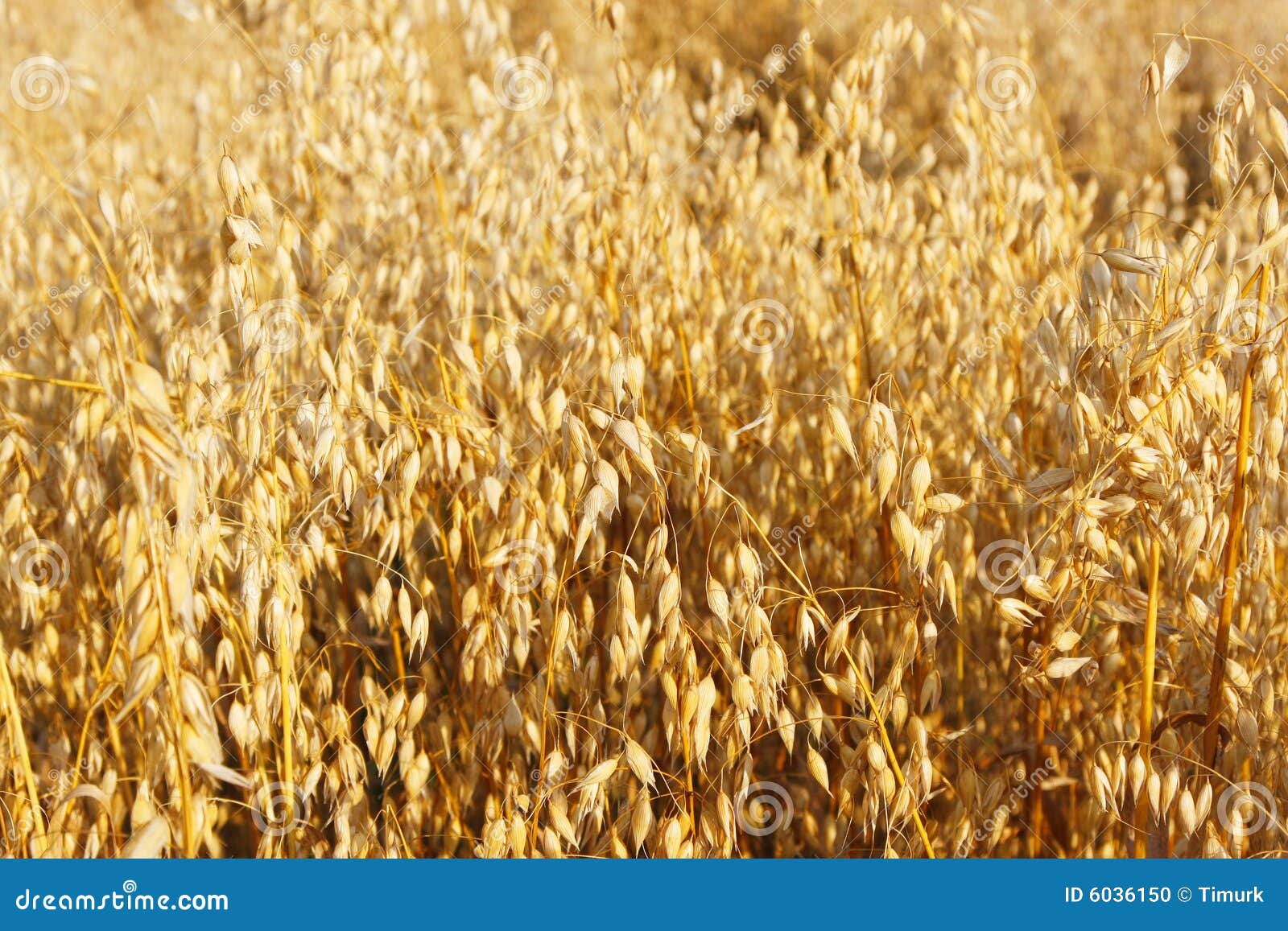 Oats field stock photo. Image of nature, backgrounds, harvesting - 6036150