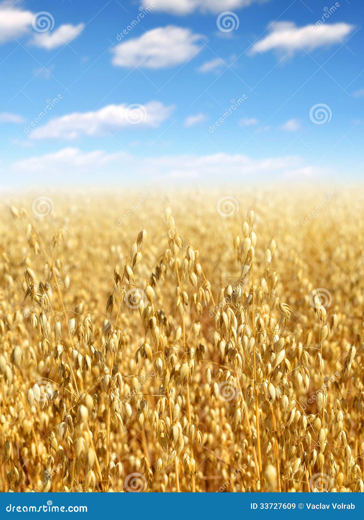 Oats field stock image. Image of botany, product, ripened - 33727609