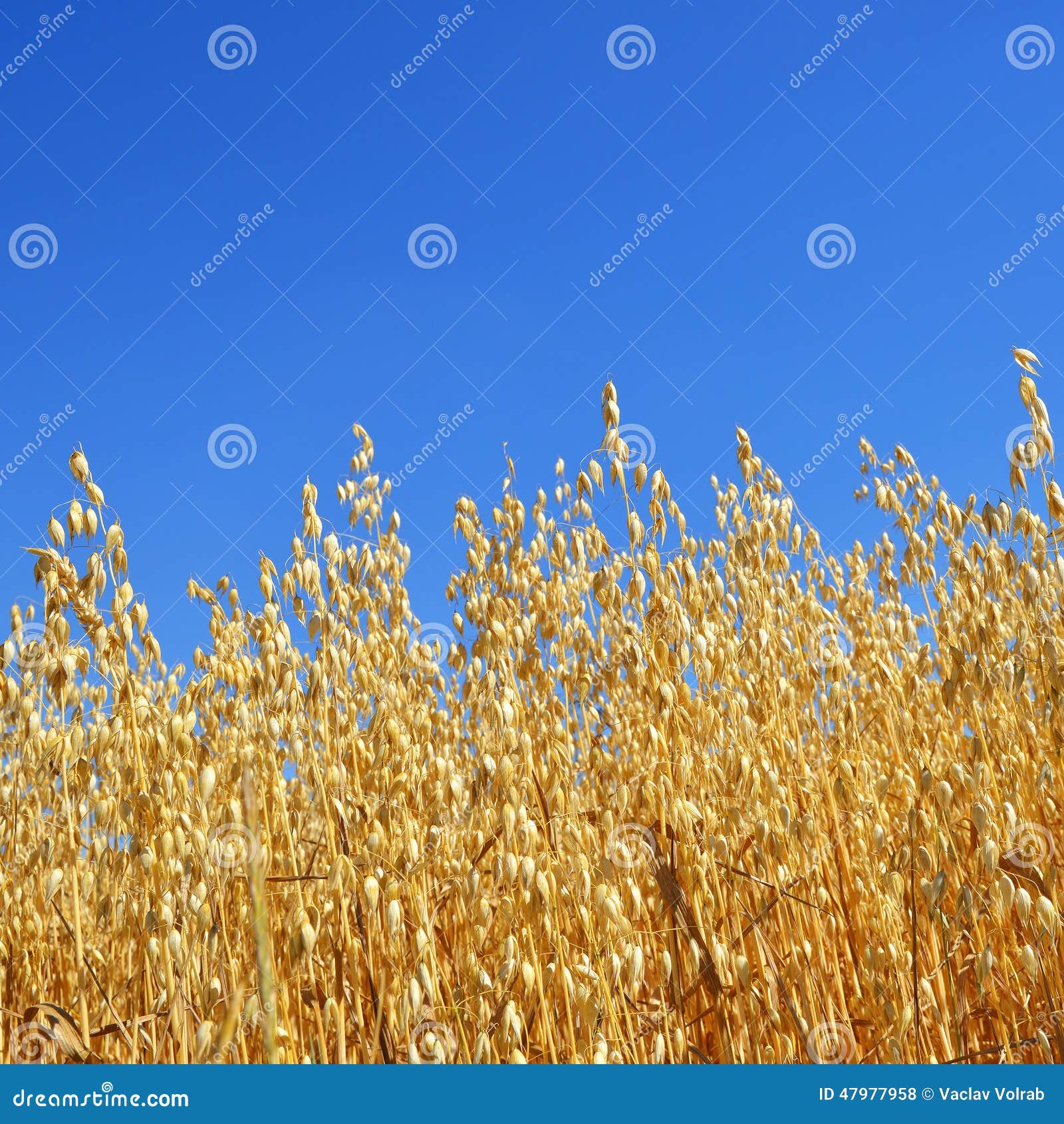Oats field stock photo. Image of autumn, golden, summer - 47977958