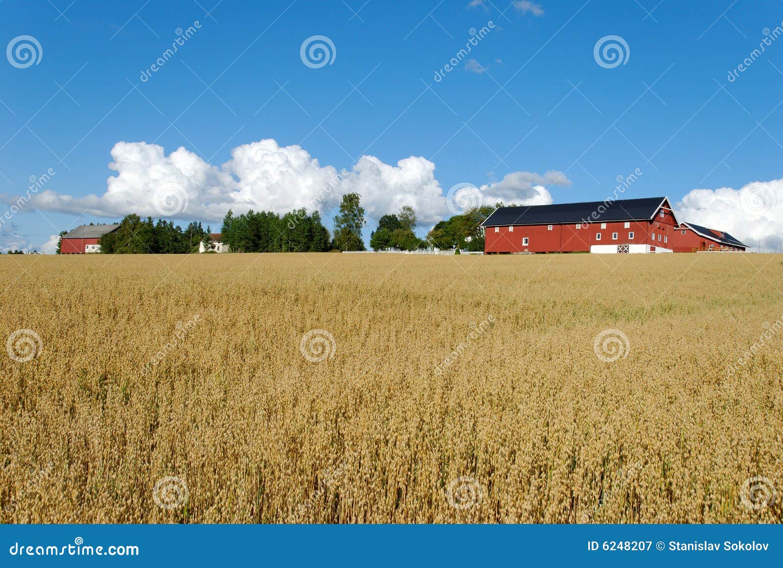 Oats Field and Farm Horizontal Stock Image - Image of straw, farm: 6248207