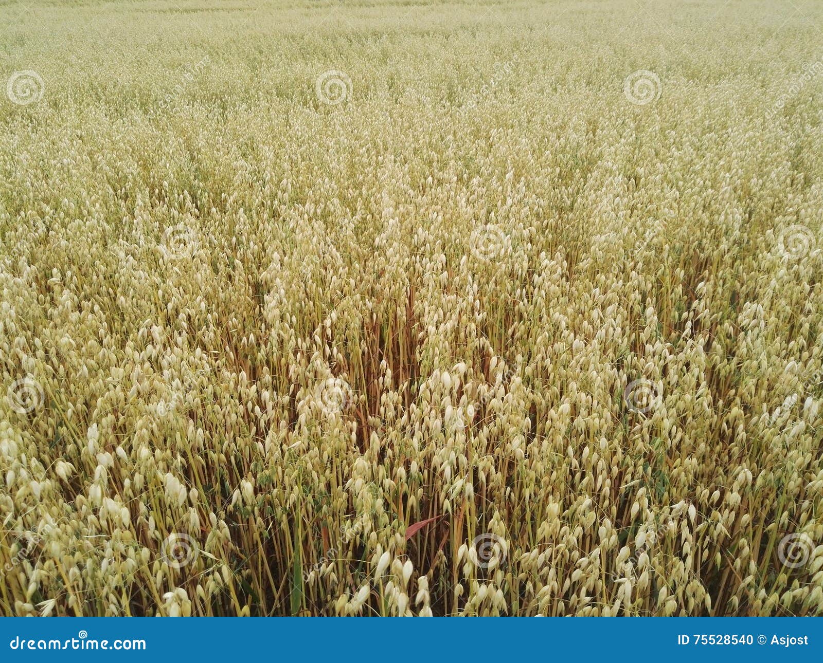 Oats field stock photo. Image of grain, countryside, oats - 75528540