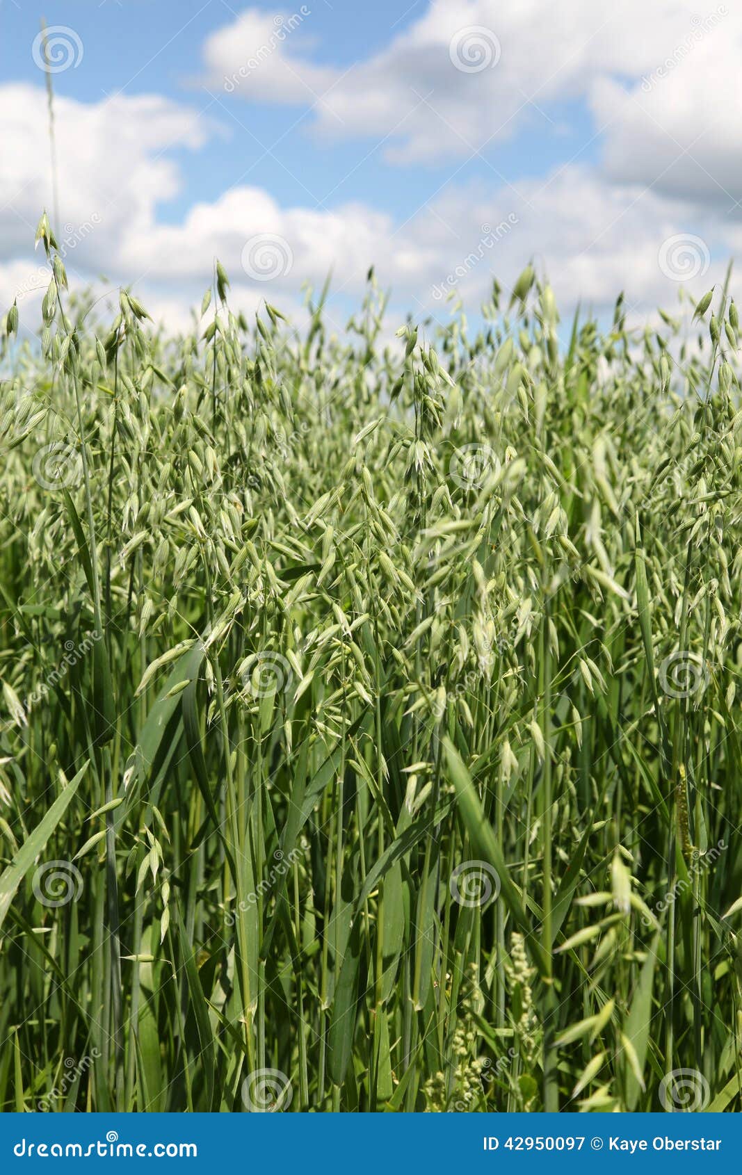 Oats field stock image. Image of cloud, green, clouds - 42950097