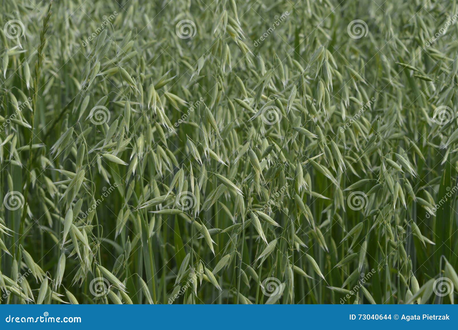 Oats field stock photo. Image of cropping, seed, farming - 73040644