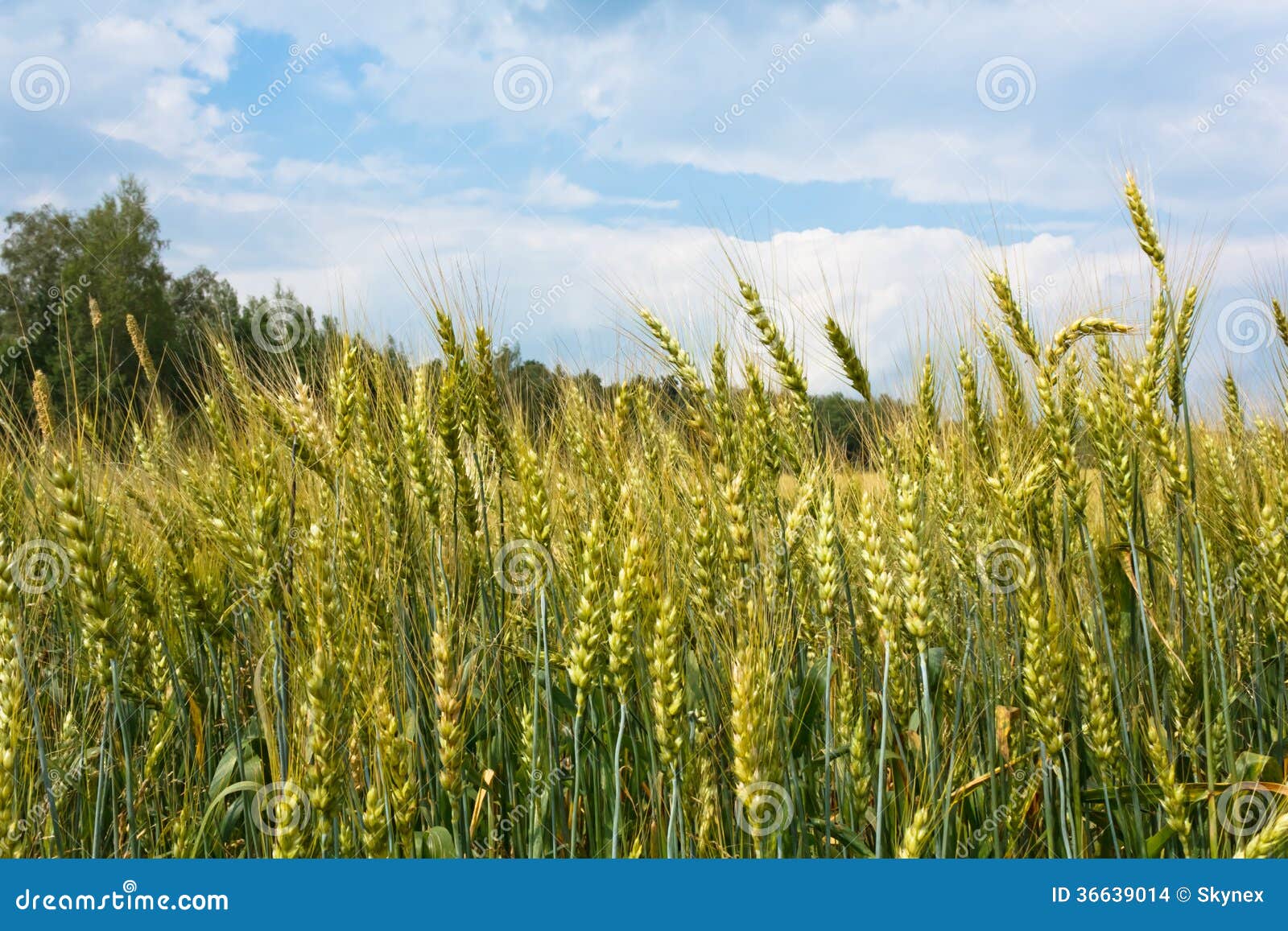Oats field stock photo. Image of flour, nature, healthy - 36639014