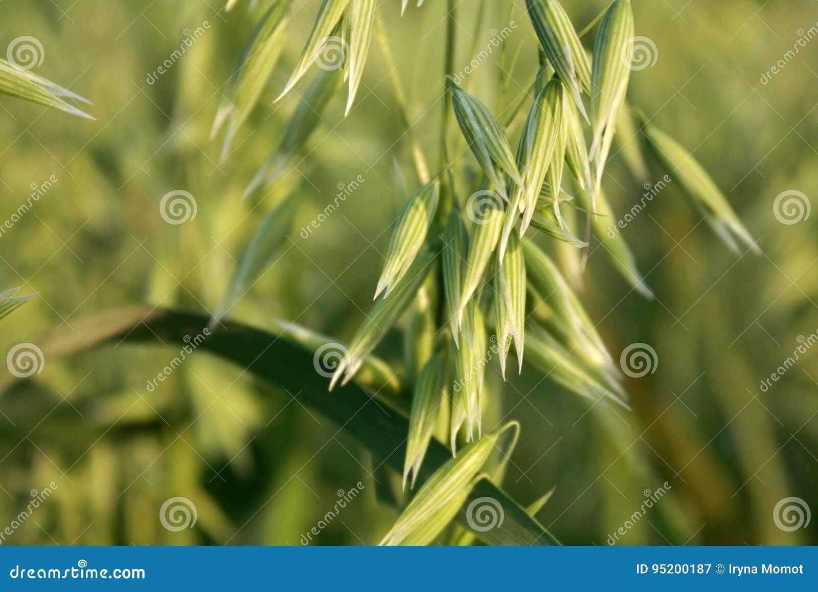 Oats stock image. Image of spring, wheat, meadow, green - 95200187