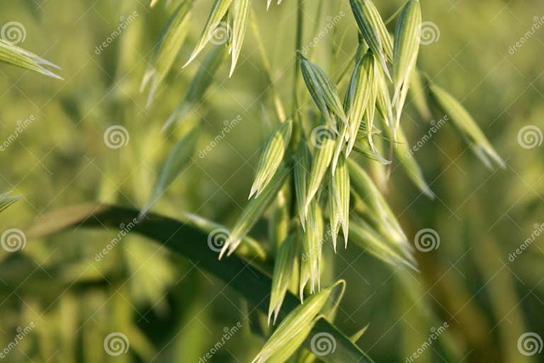 Oats stock image. Image of spring, wheat, meadow, green - 95200187