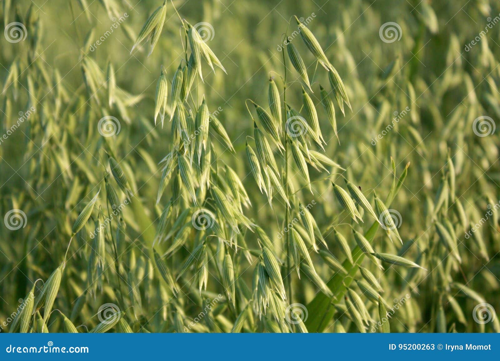 Oats stock image. Image of macro, oats, nature, wheat - 95200263