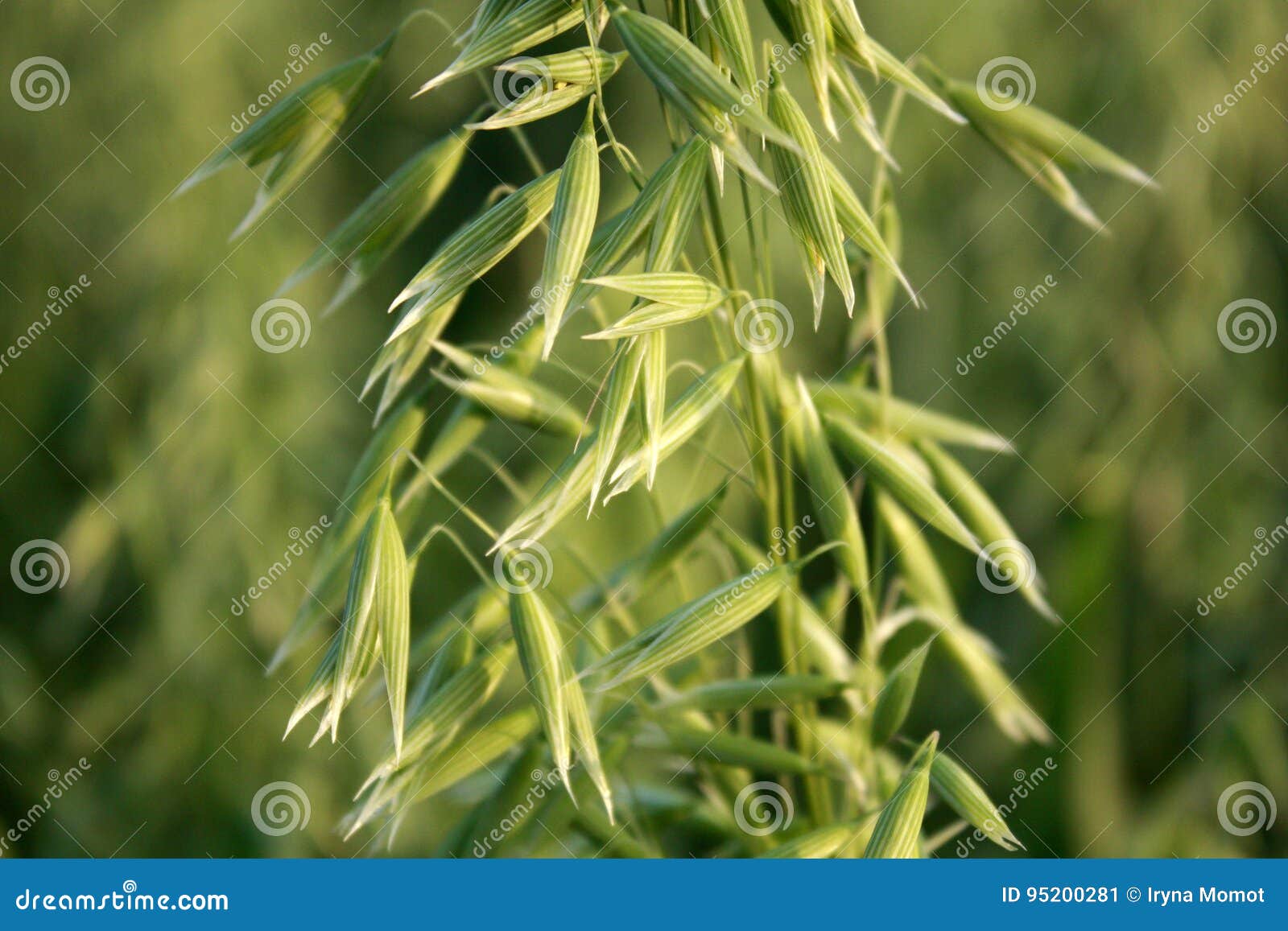 Oats stock image. Image of fresh, spring, flora, oats - 95200281
