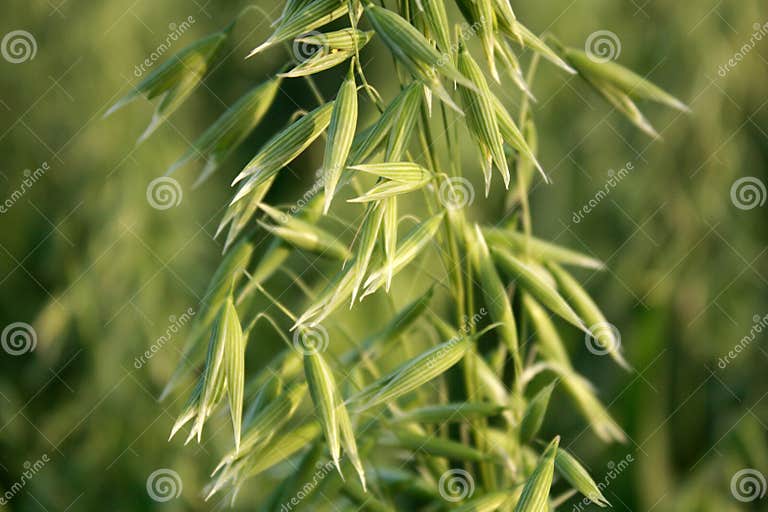 Oats stock image. Image of fresh, spring, flora, oats - 95200281