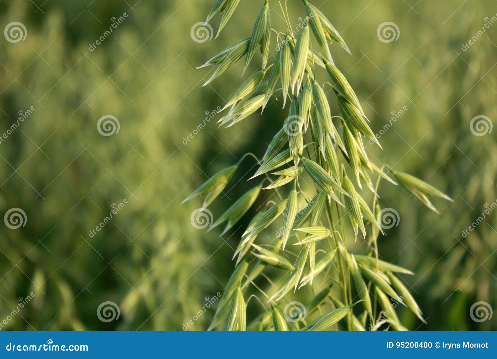 Oats stock photo. Image of flora, agriculture, fresh - 95200400
