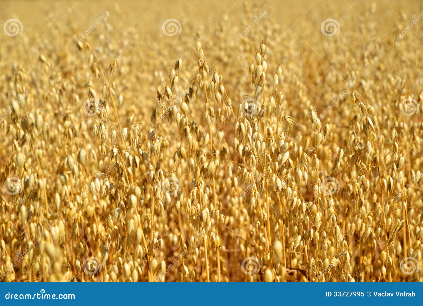 Oats field stock image. Image of cereals, fall, autumn - 33727995