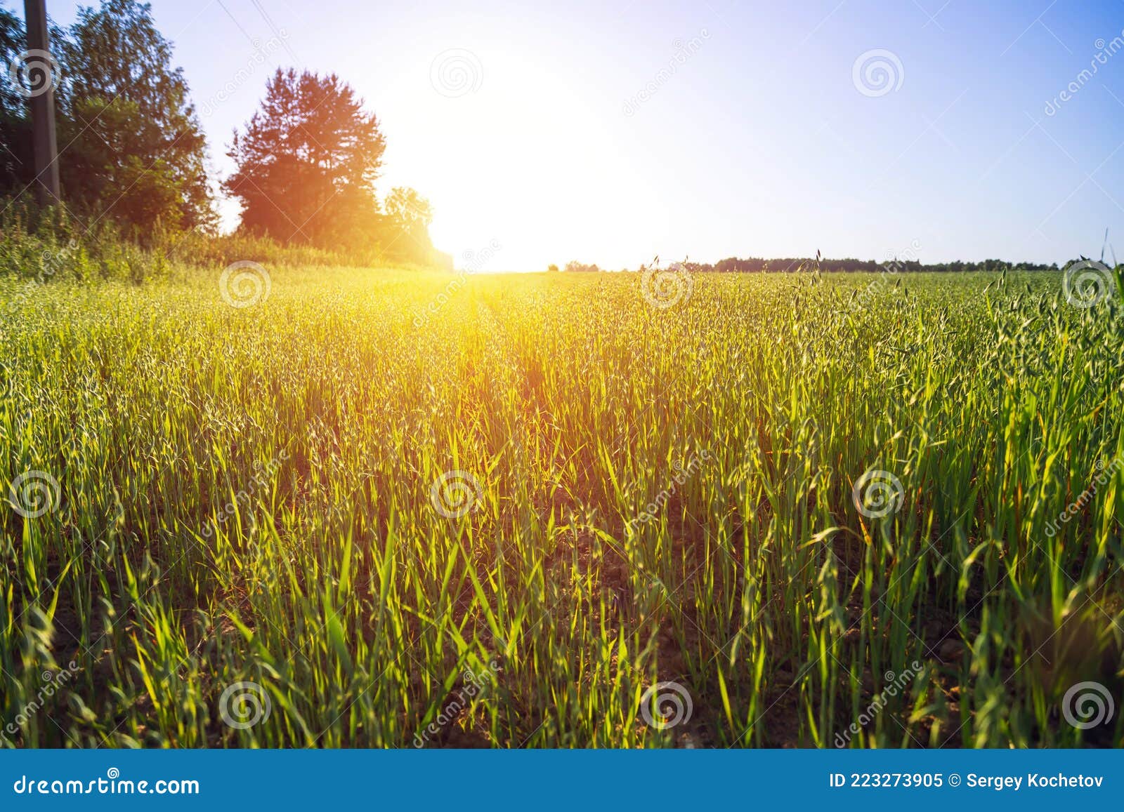 Oats Field at Sunset in Summer Day. Stock Image - Image of evening ...
