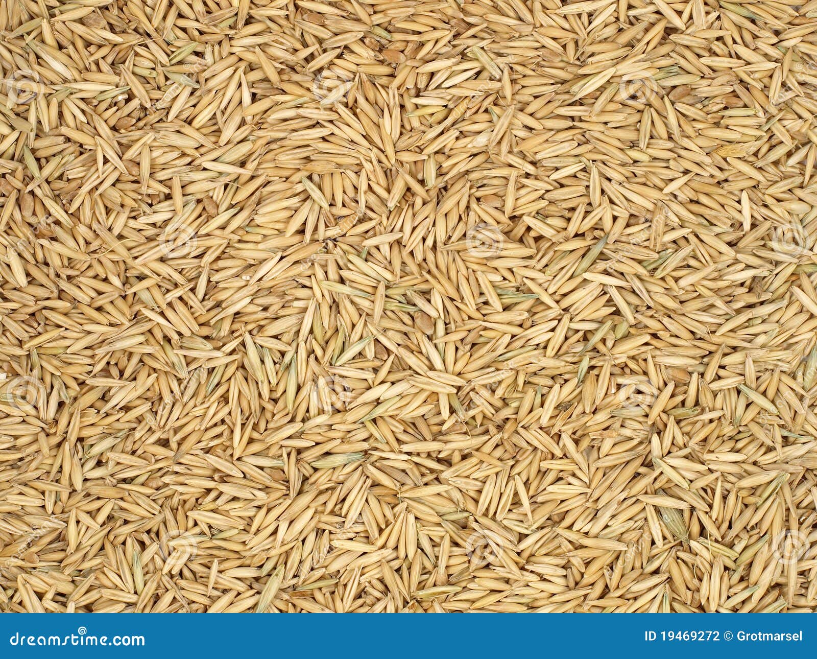 Oats grain. stock photo. Image of close, closeup, nutrition - 19469272