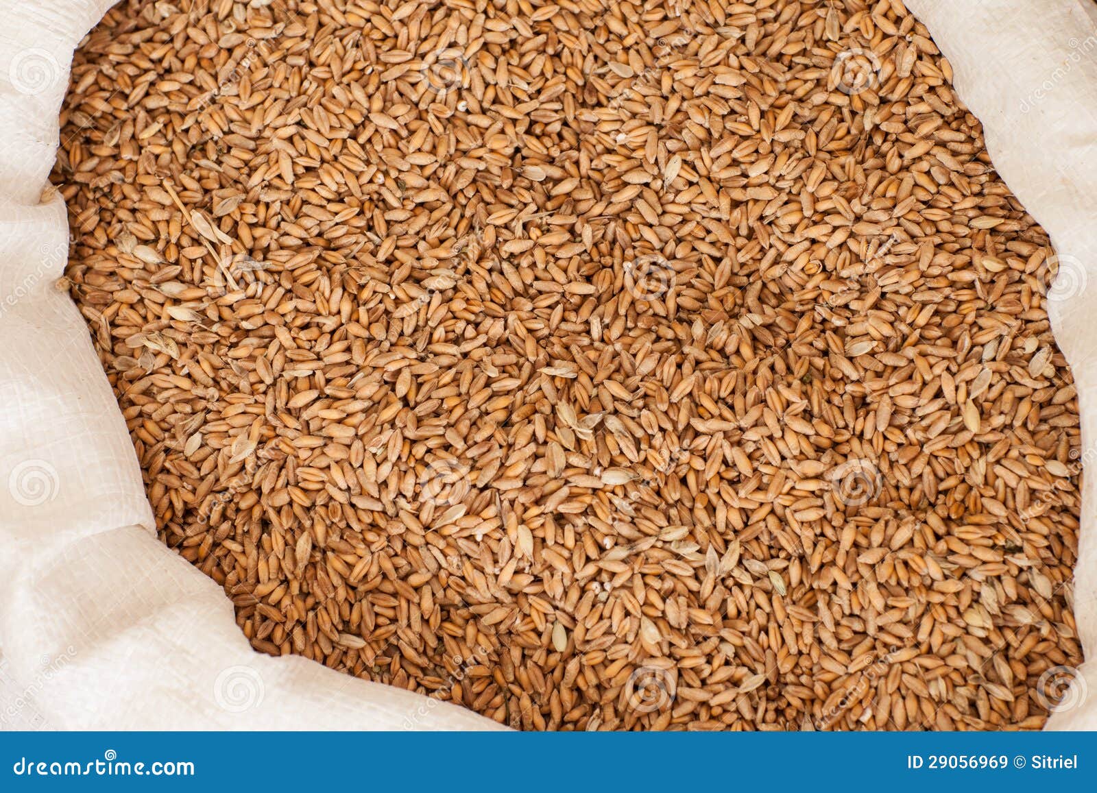 Grain Detail, Pile Of Paddy For Background. Stock Photography ...